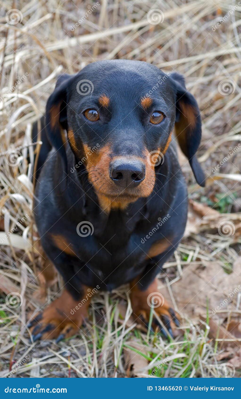 Badger-dog stock photo. Image of purebred, dachshund - 13465620