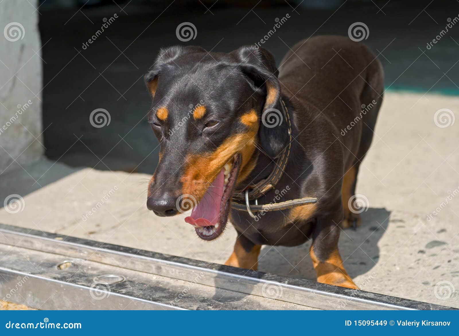Badger-dog 6 stock image. Image of black, canine, pets - 15095449