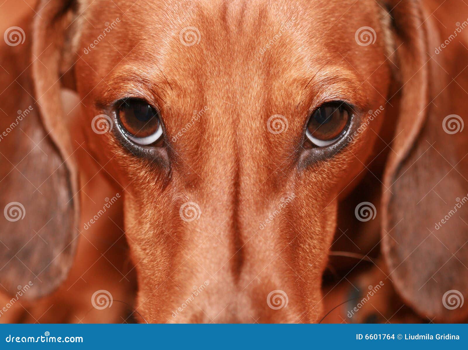 Badger-dog stock photo. Image of eyes, domestic, mammal - 6601764