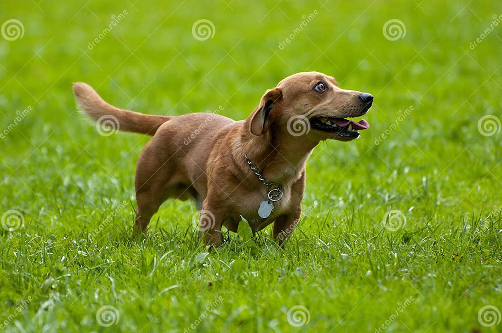 Badger dog on green stock photo. Image of domestic, breath - 21299006