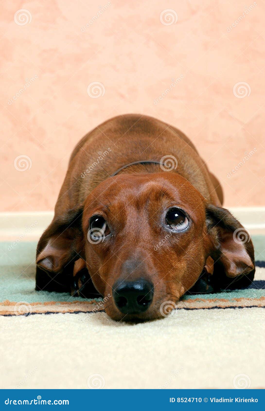 Badger-dog is sad stock photo. Image of domestic, effort - 8524710