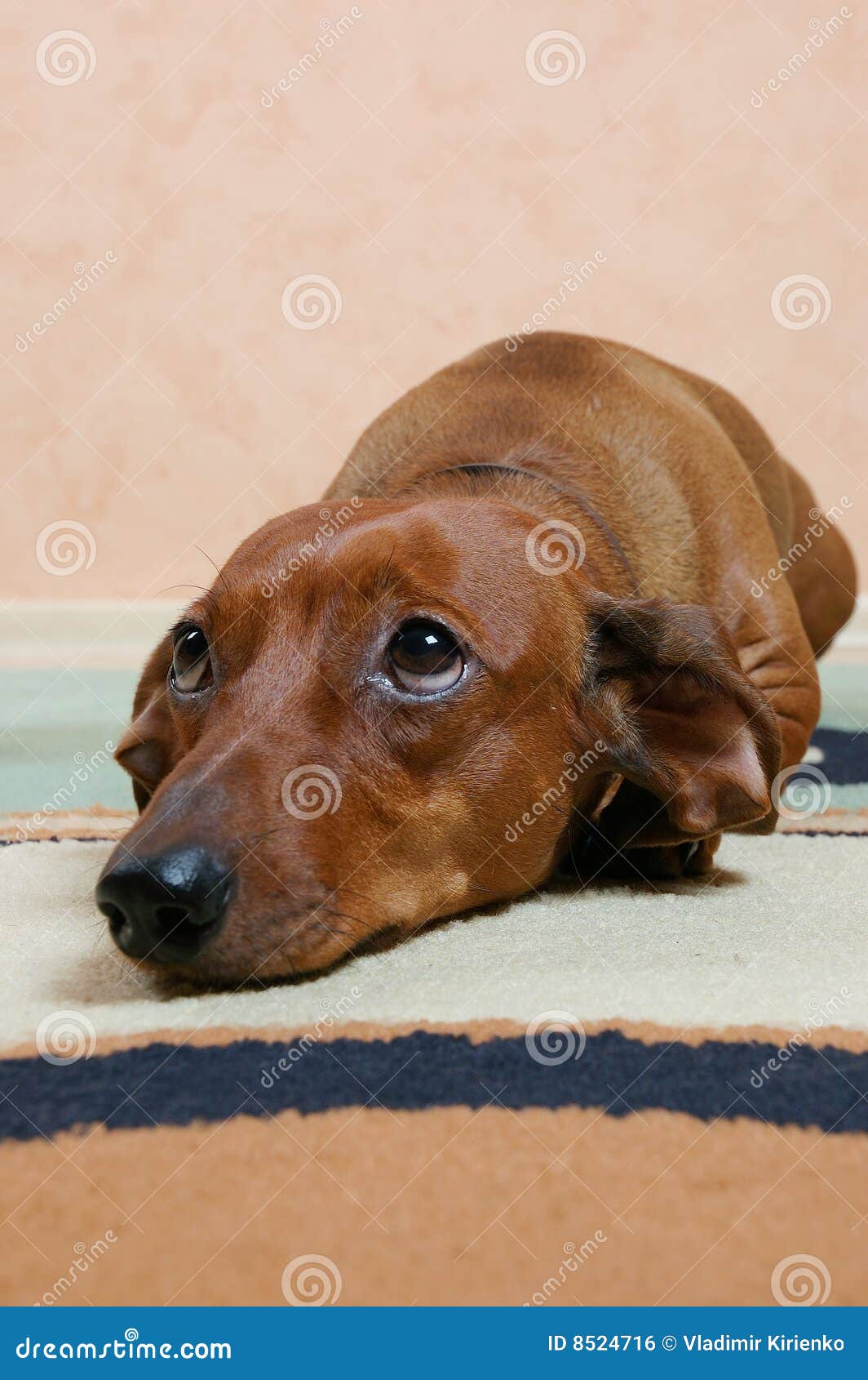 Badger dog is sad stock photo. Image of hound, close, cold - 8524716