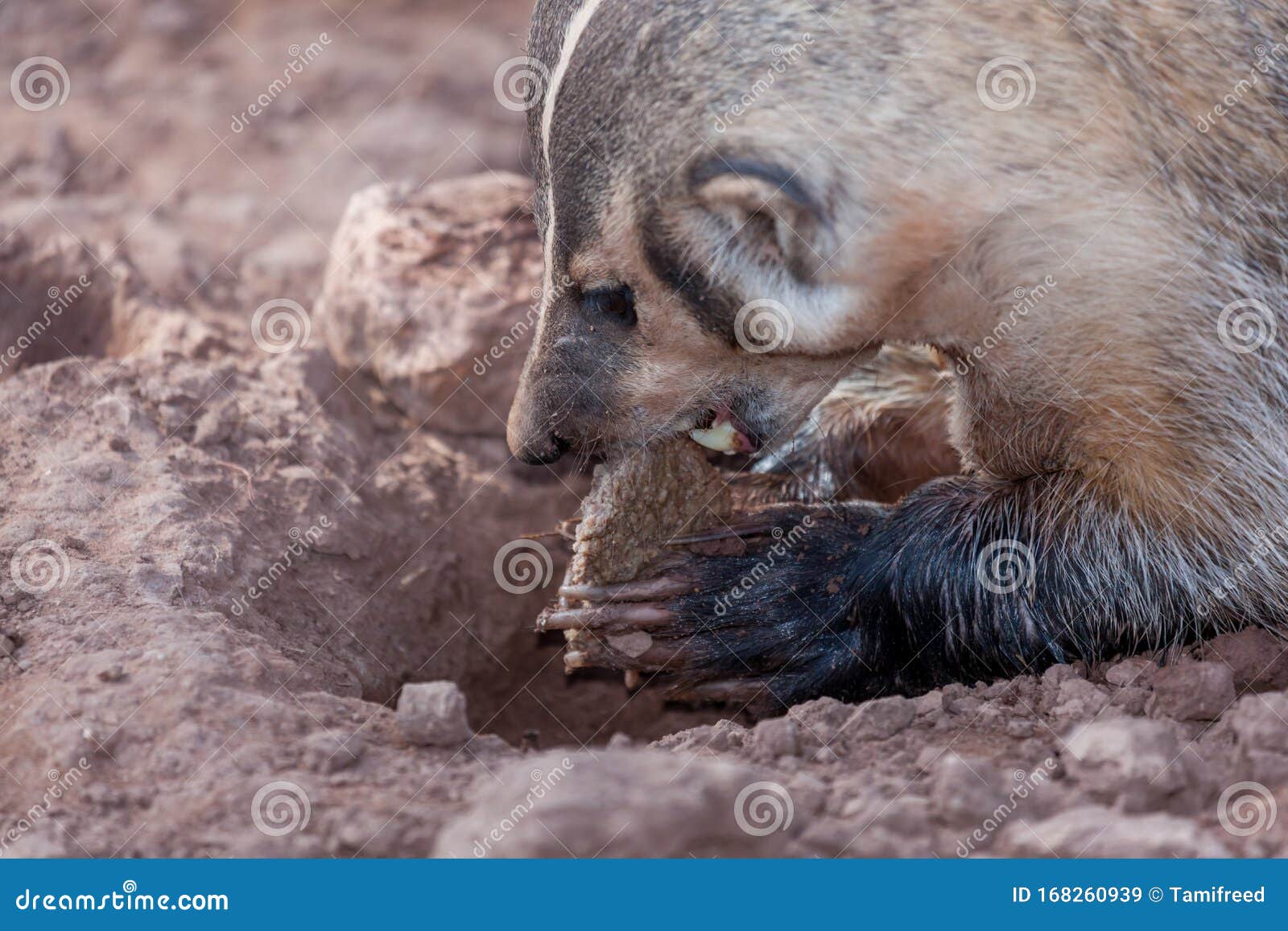 Badger Eating Dinner stock image. Image of grasping - 168260939