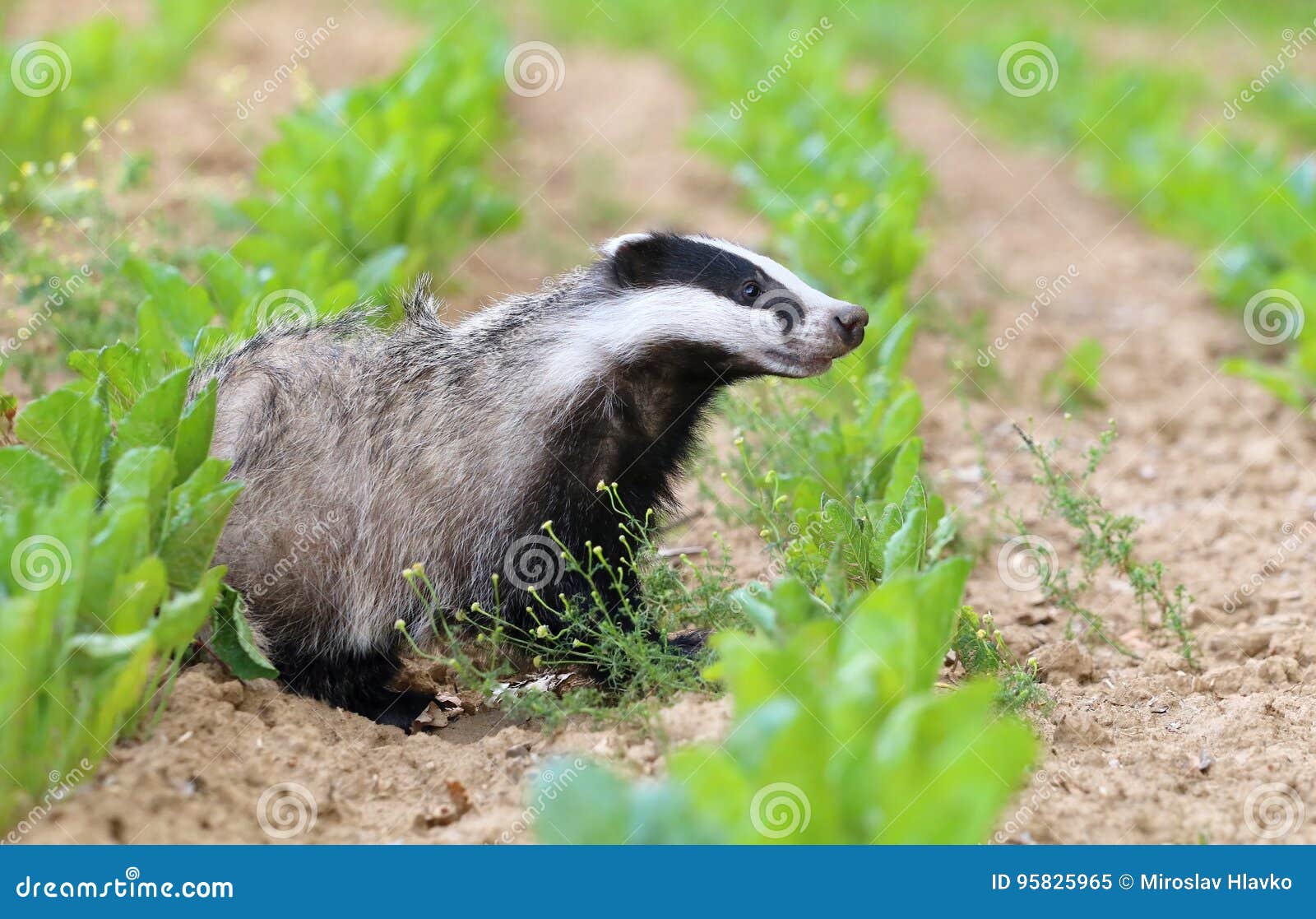 Badger on field stock image. Image of path, game, adorable - 95825965