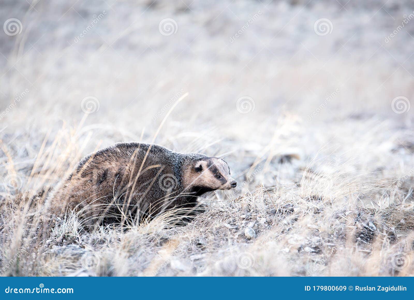 Badger in the Field in Early Spring. Russia Stock Image - Image of grey ...