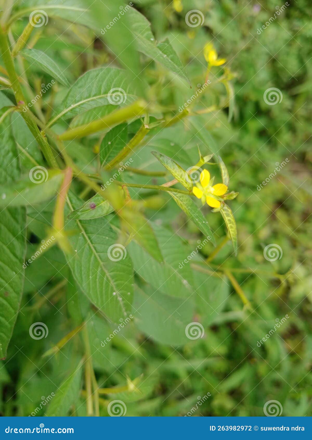 Badger Flower Growing Wild in the Front Yard Stock Photo - Image of ...