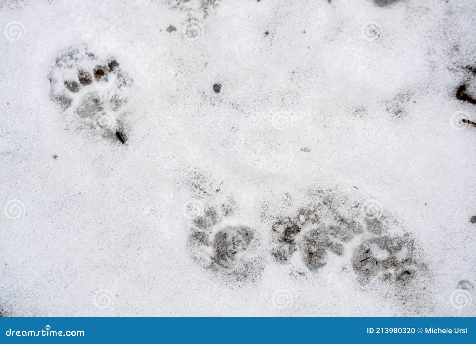 Badger Footprints in the Snow Stock Photo - Image of close, forest ...
