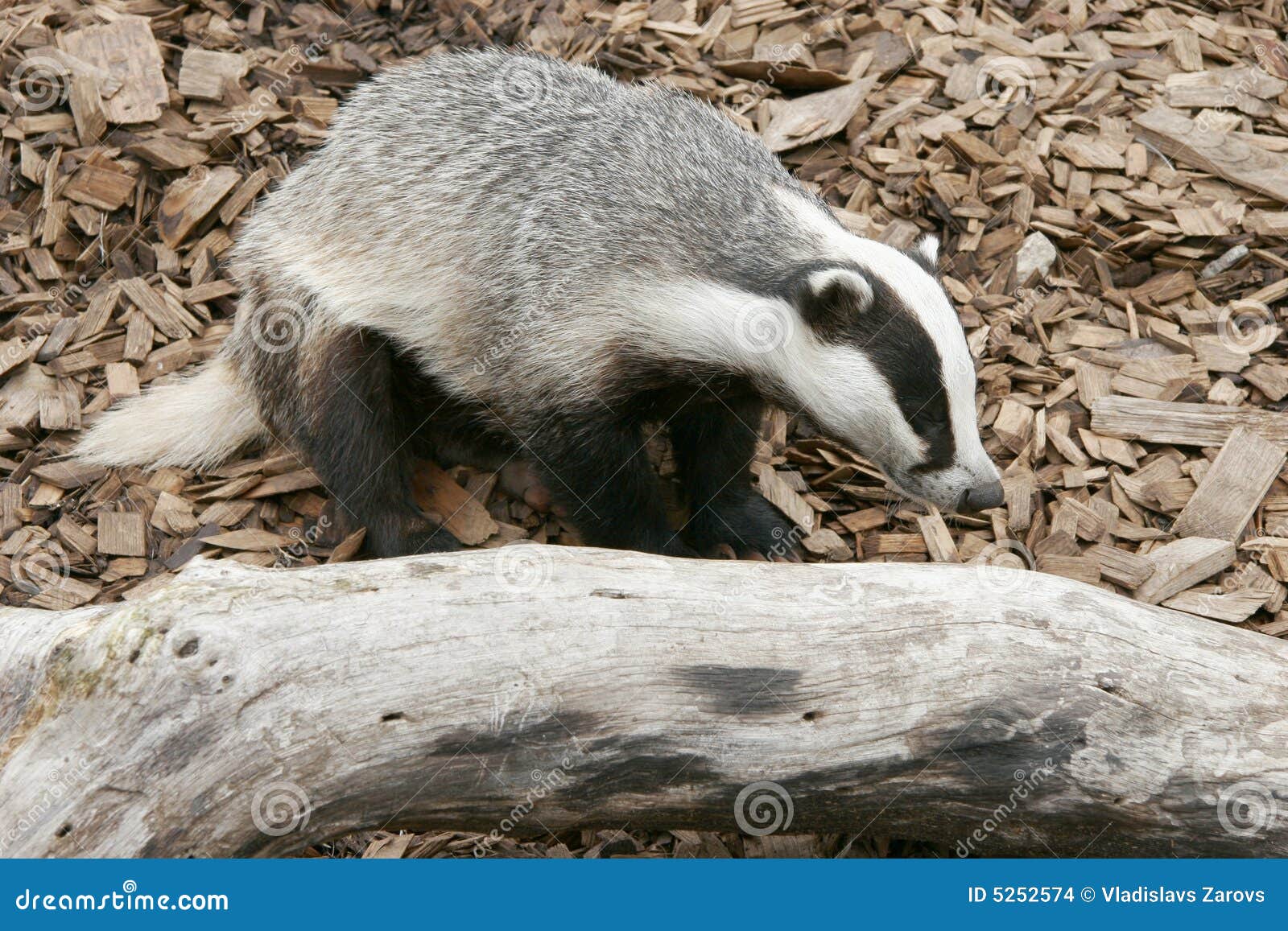 Badger in the forest stock photo. Image of black, head - 5252574
