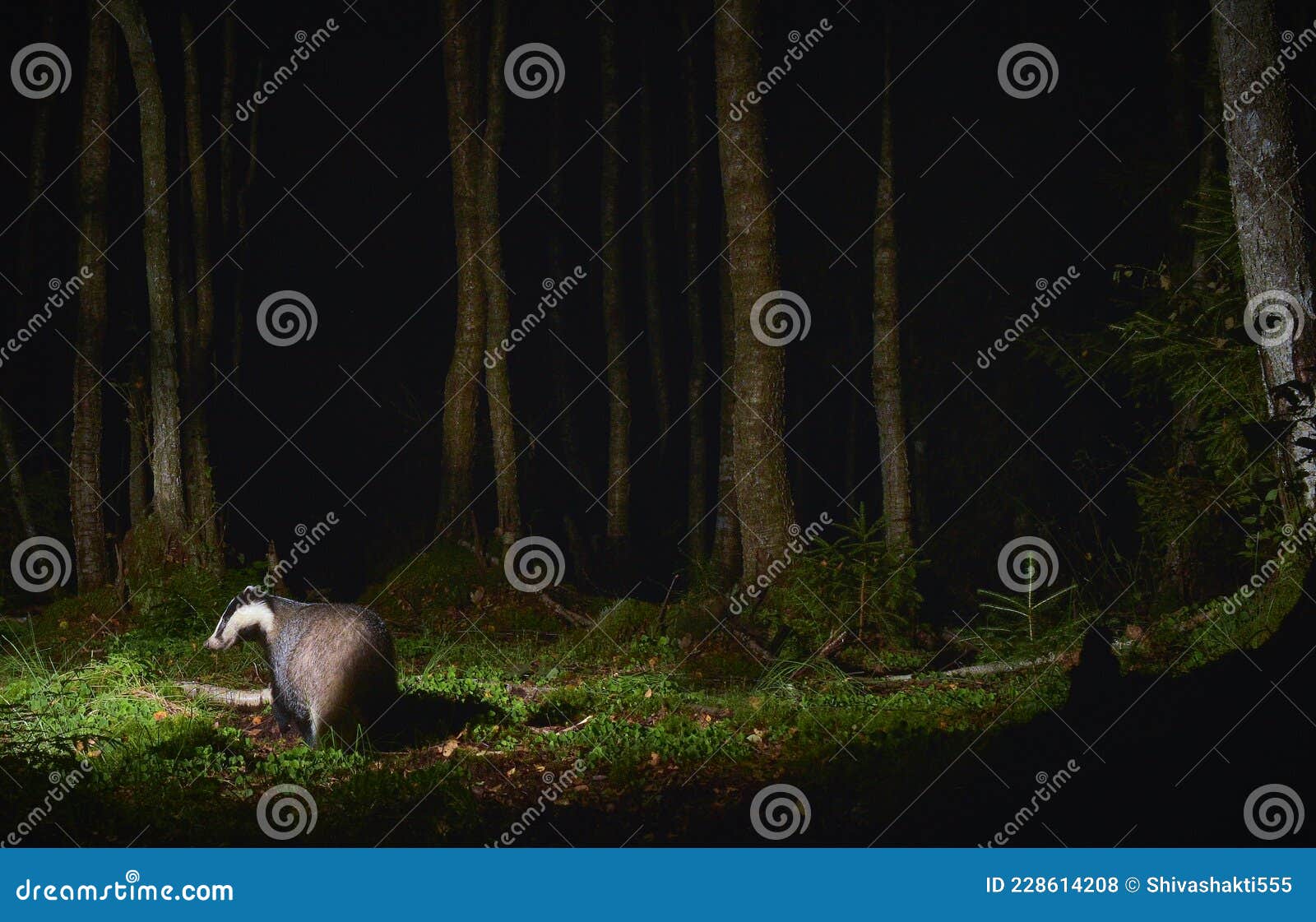 Badger in forest at night stock photo. Image of wild - 228614208