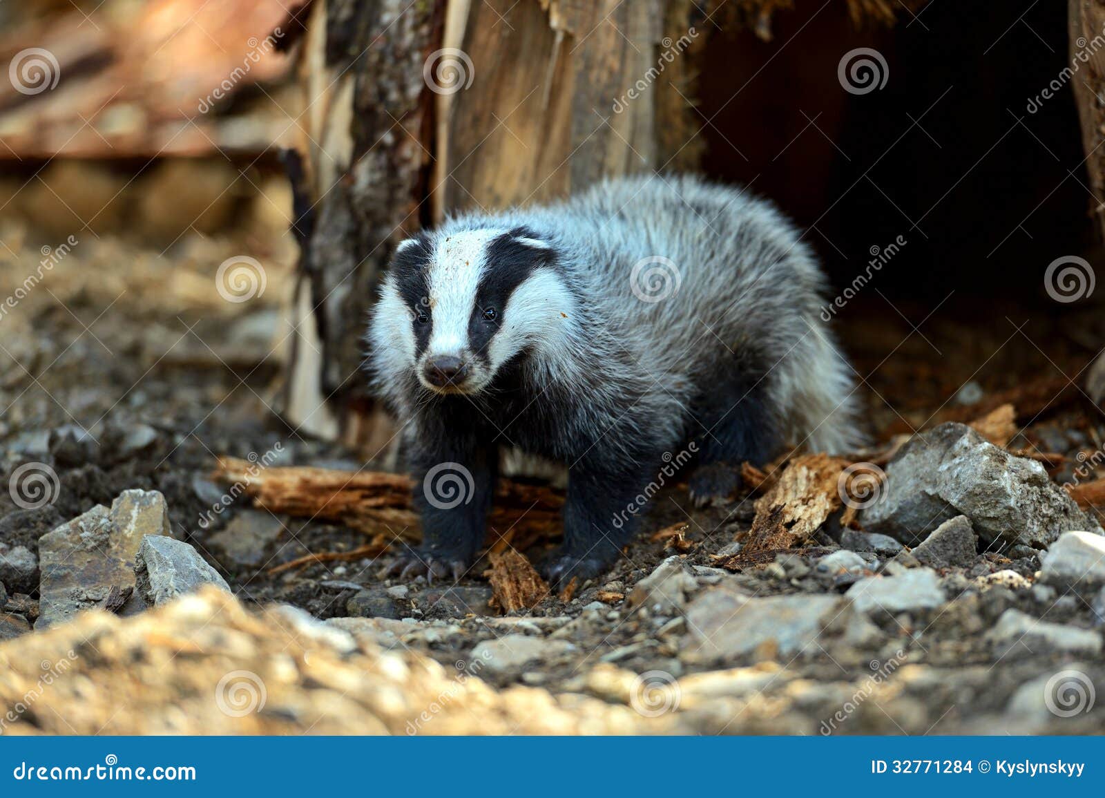 Badger in the forest stock photo. Image of eyes, habitat - 32771284