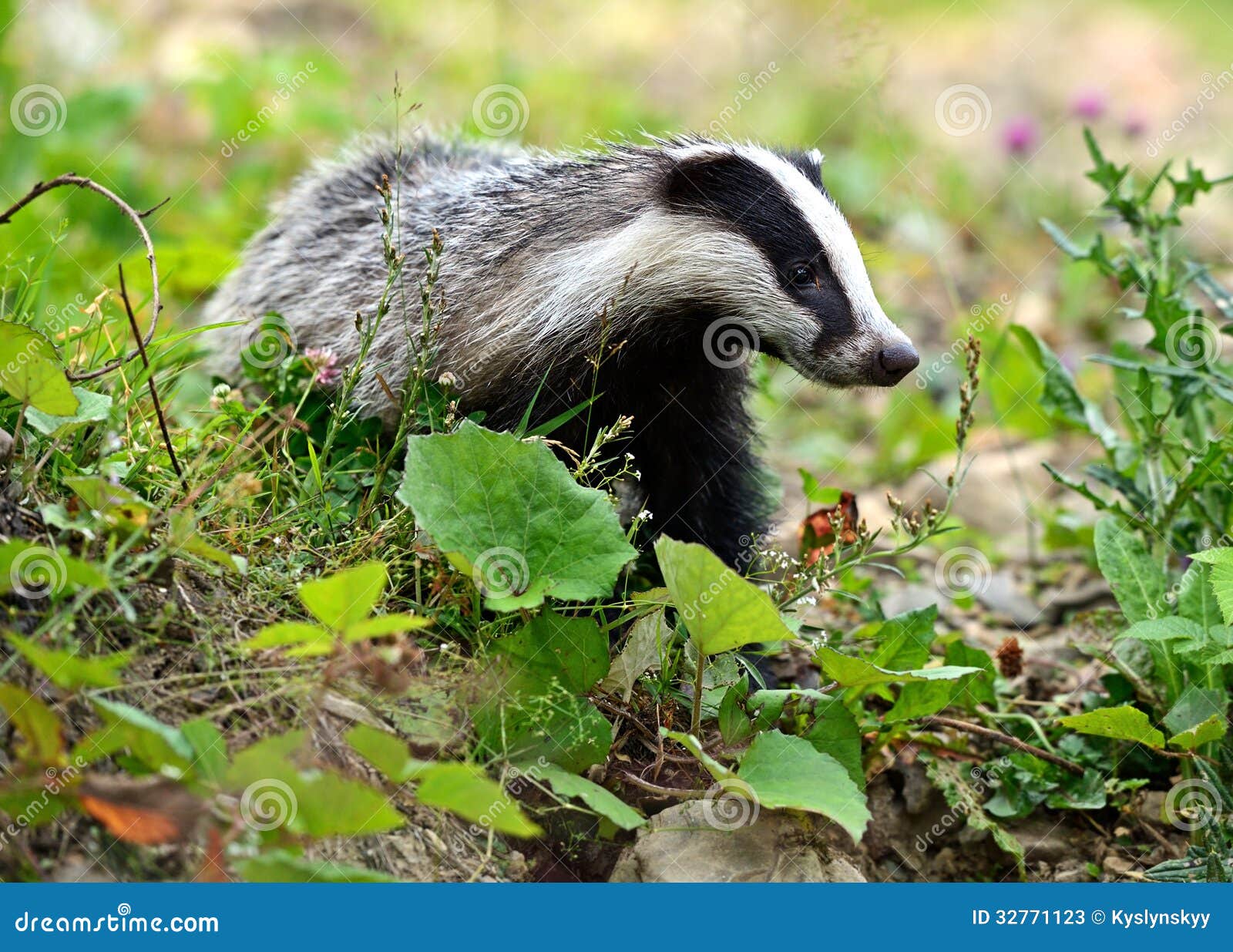 Badger in the forest stock image. Image of forest, flora - 32771123