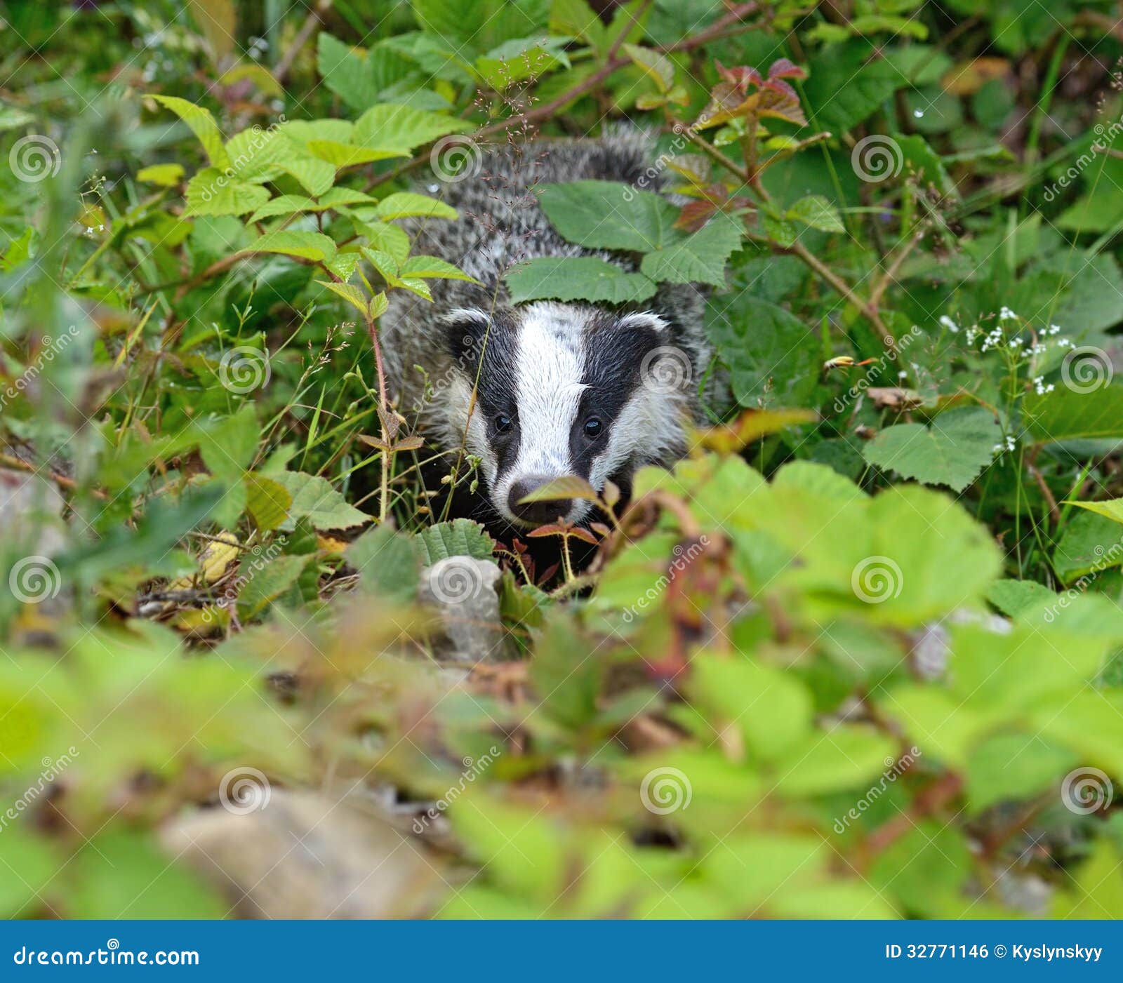 Badger in the forest stock photo. Image of animal, fauna - 32771146