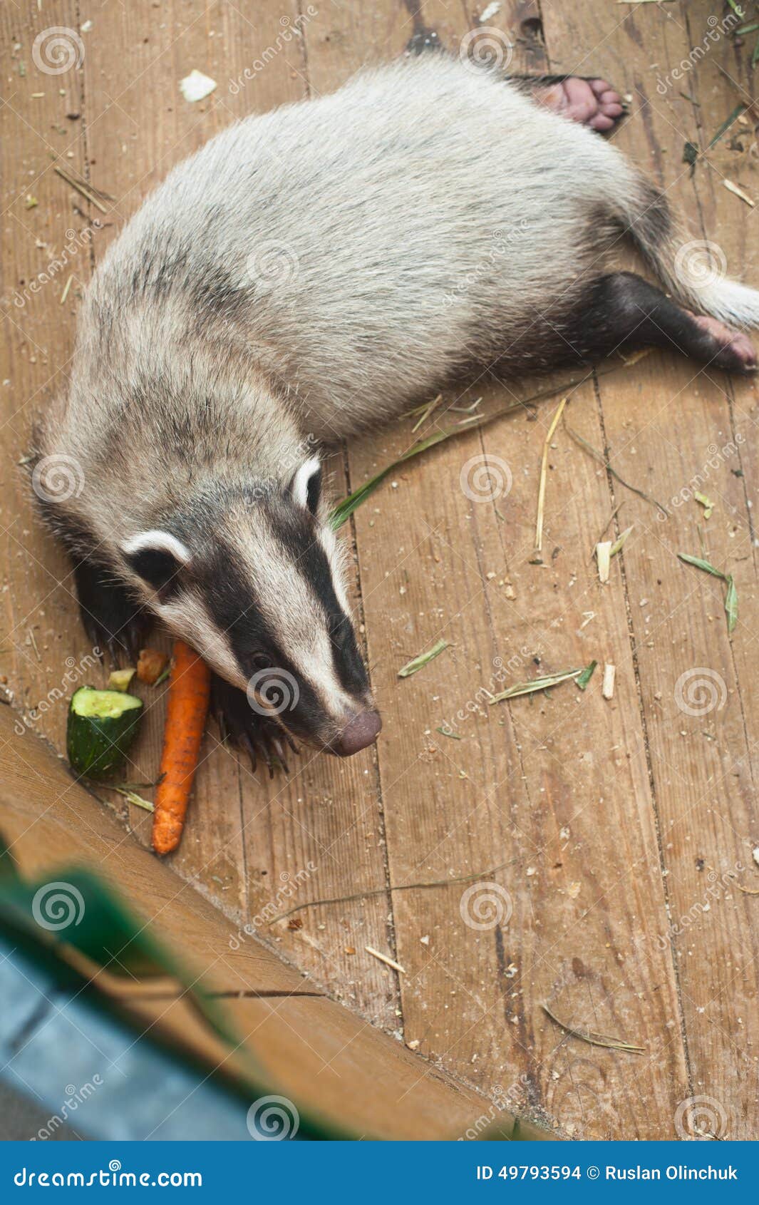Badger stock photo. Image of decoration, claw, preparation - 49793594