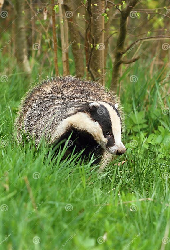 Badger in grass stock photo. Image of spring, wildlife - 70725404