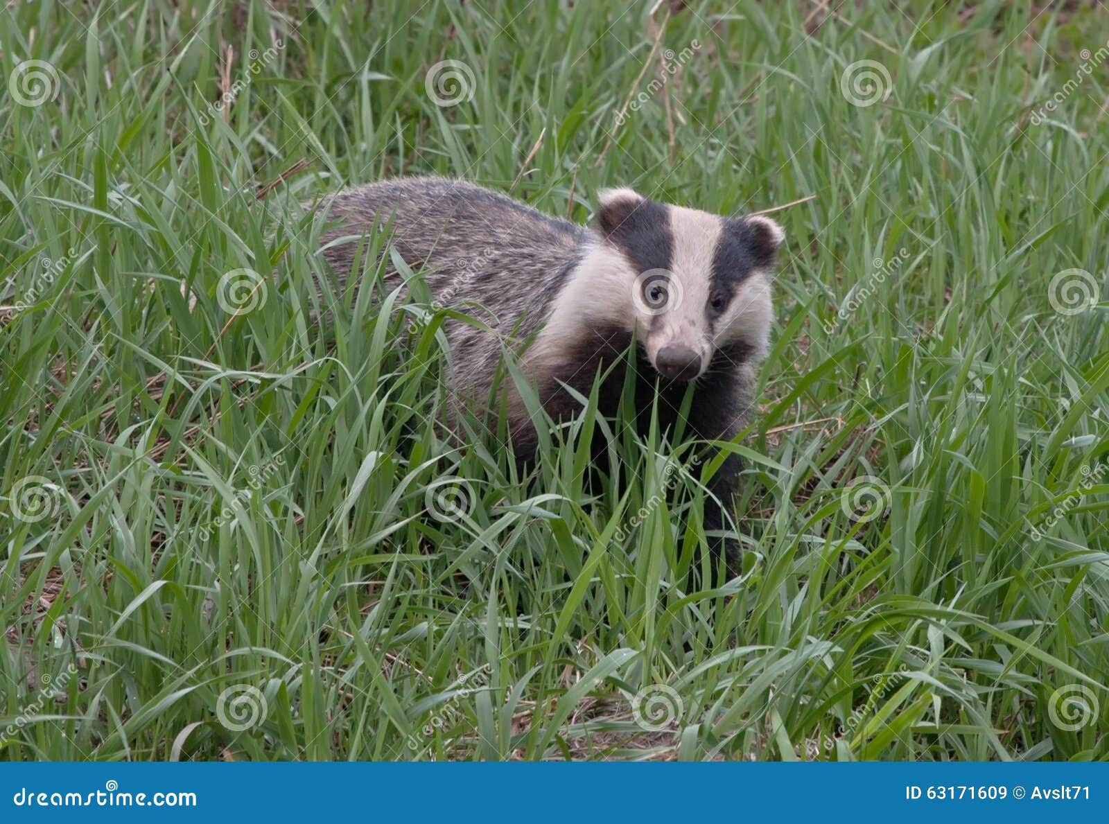 Badger in the grass stock image. Image of biology, season - 63171609