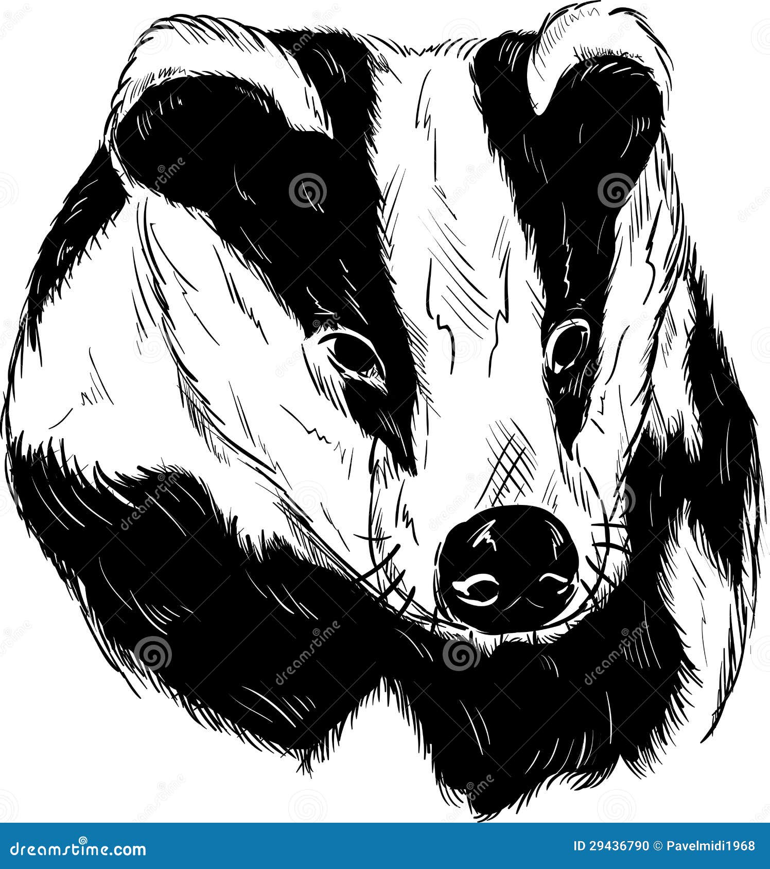 Badger head stock vector. Illustration of animal, wild - 29436790