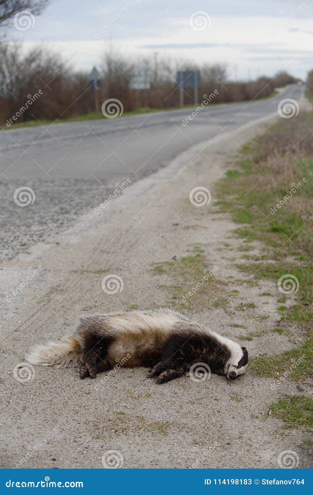 Badger Killed by Car on the Road Stock Image - Image of march, crashed ...