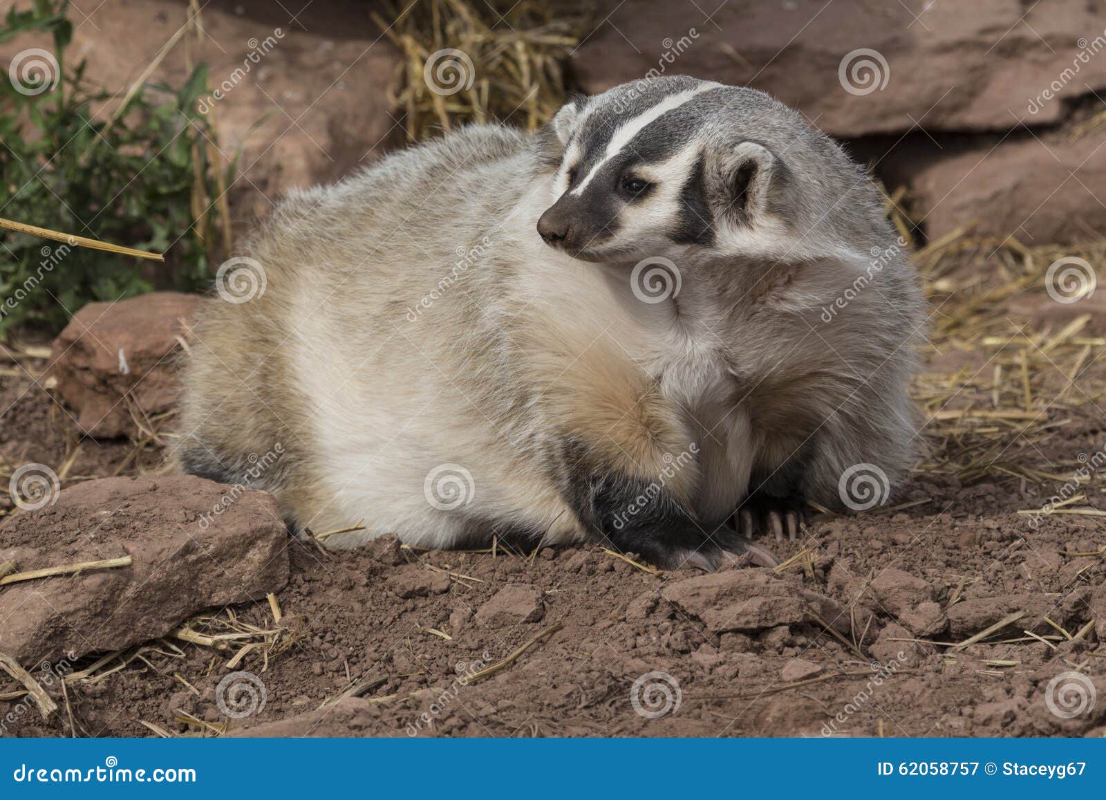 Badger stock image. Image of moving, tree, hills, rock - 62058757