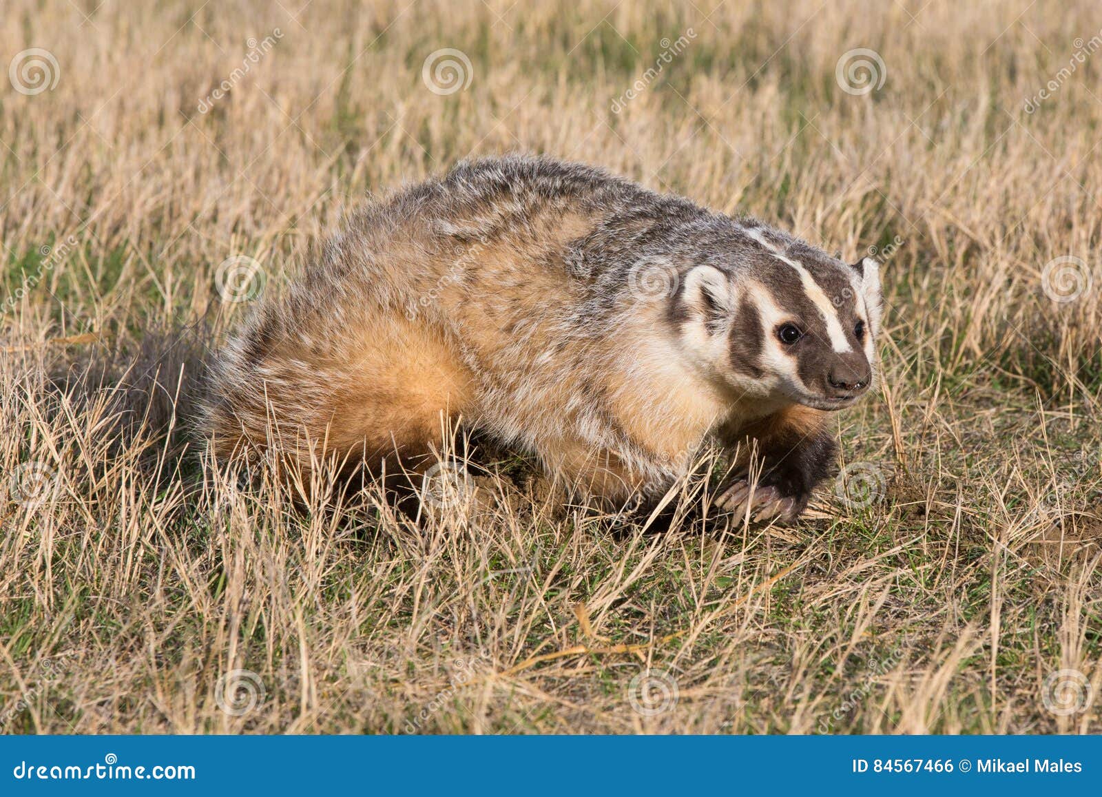 Badger with long claws stock photo. Image of carnivore - 84567466