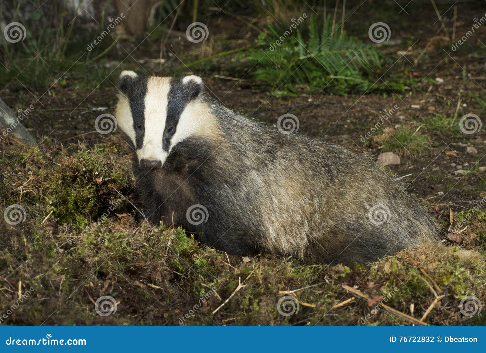 Badger stock photo. Image of tail, hair, white, scotland - 76722832