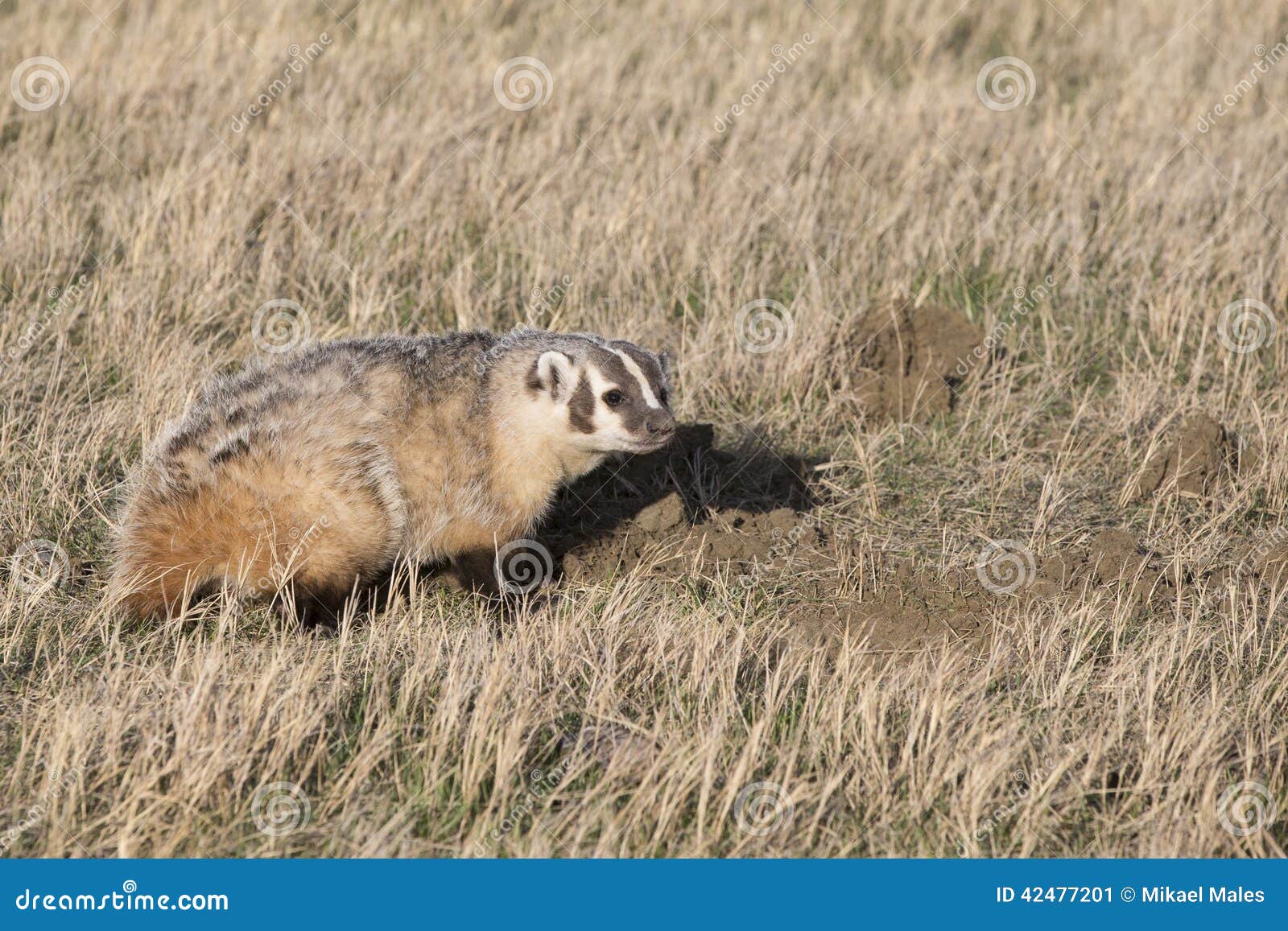 Badger Making Den on Prairie Stock Image - Image of animal, foreclaws ...