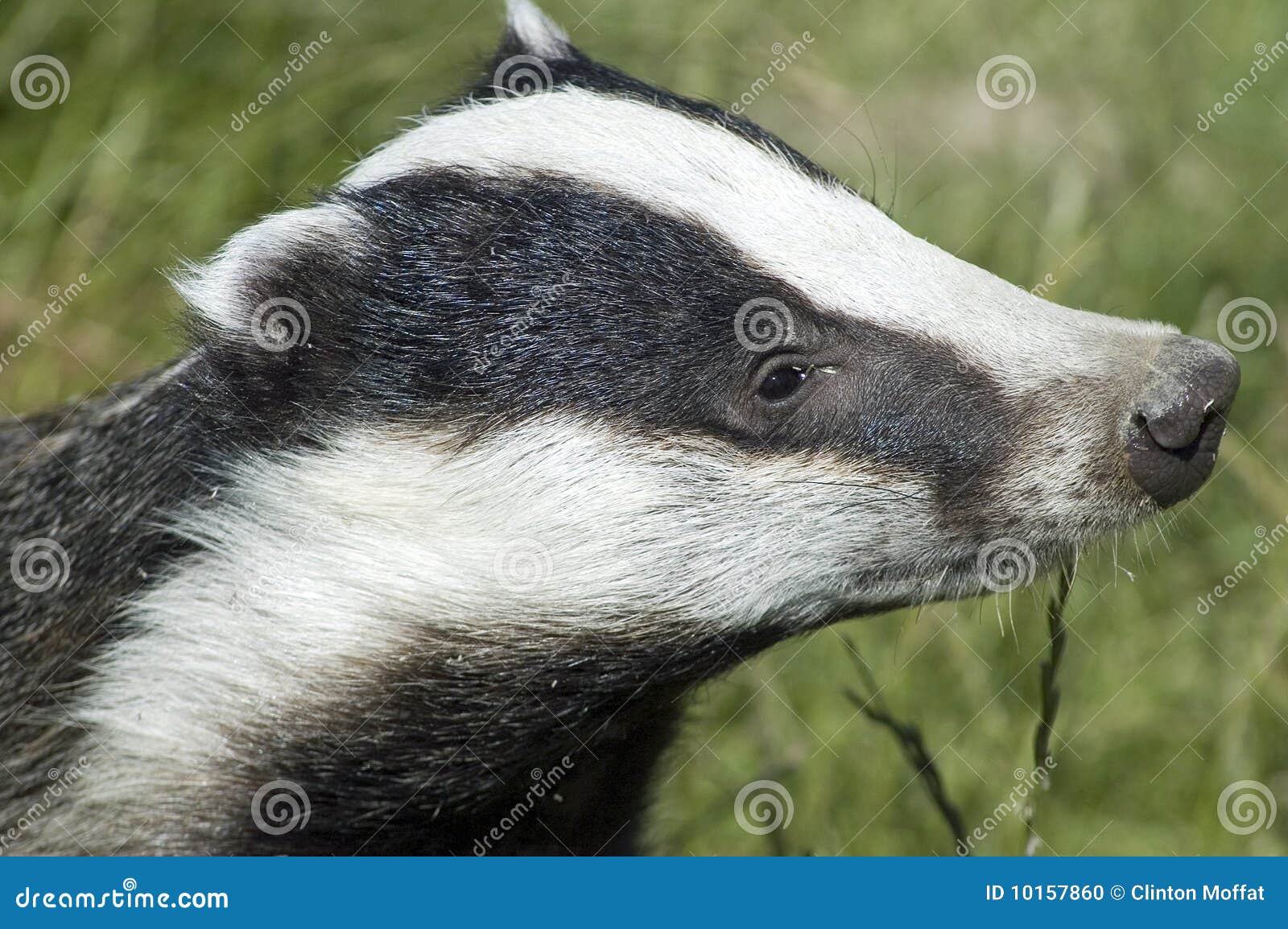 Badger - Meles Meles Royalty-Free Stock Image | CartoonDealer.com #10157860