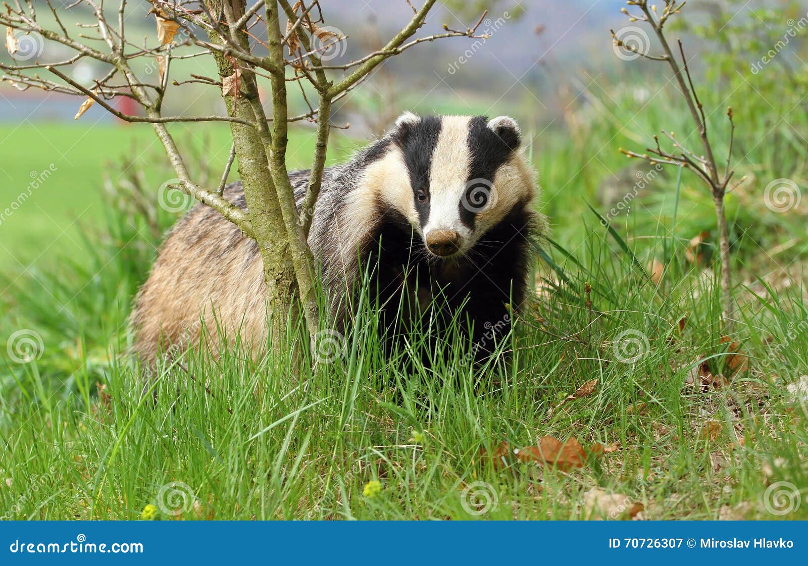 Badger Meles meles stock image. Image of funny, wildlife - 70726307