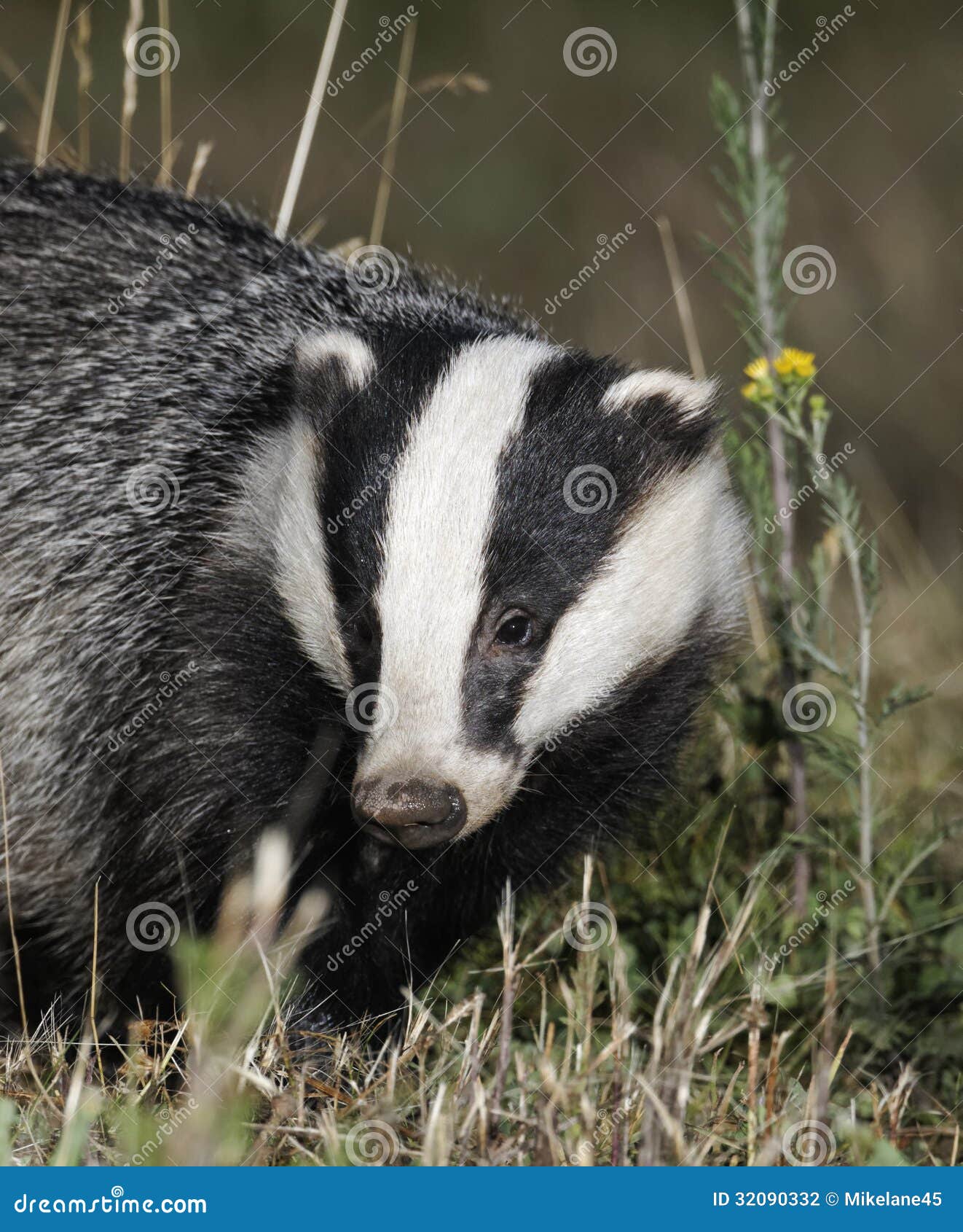 Badger, Meles meles stock photo. Image of wildlife, mammal - 32090332