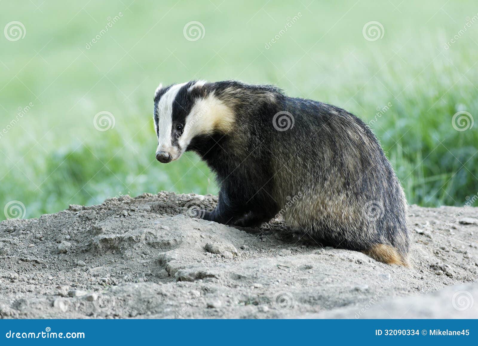Badger, Meles meles stock photo. Image of nocturnal, meles - 32090334