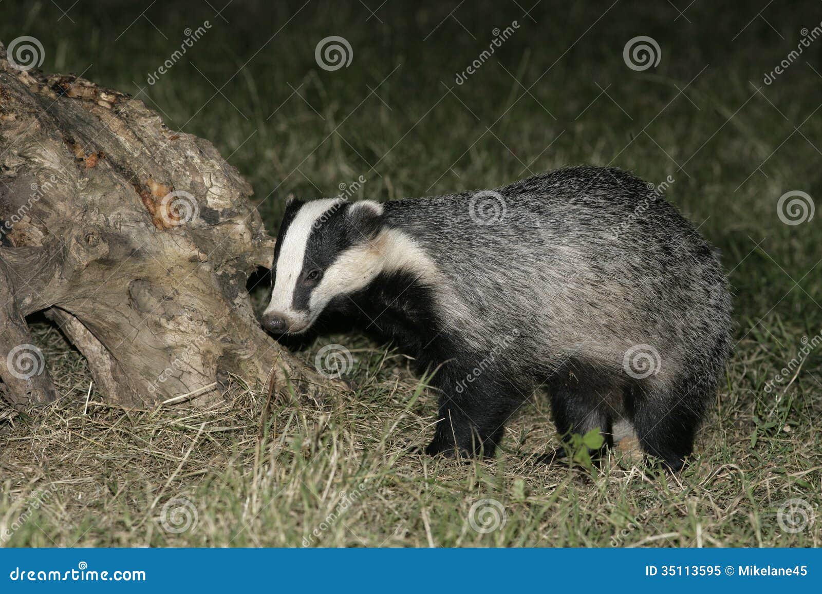 Badger, Meles meles stock image. Image of british, mustelidae - 35113595
