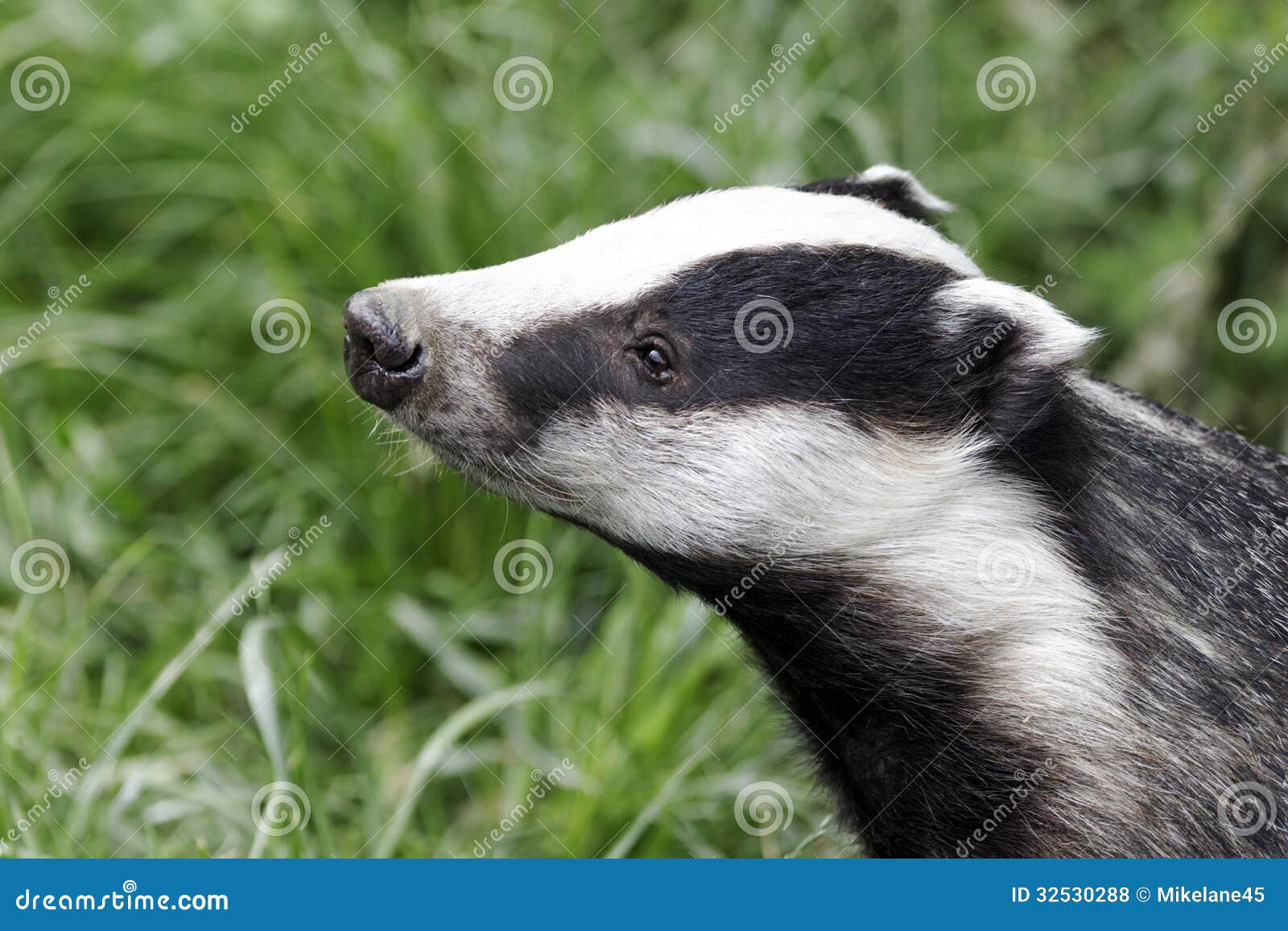 Badger, Meles meles stock photo. Image of brook, mammal - 32530288