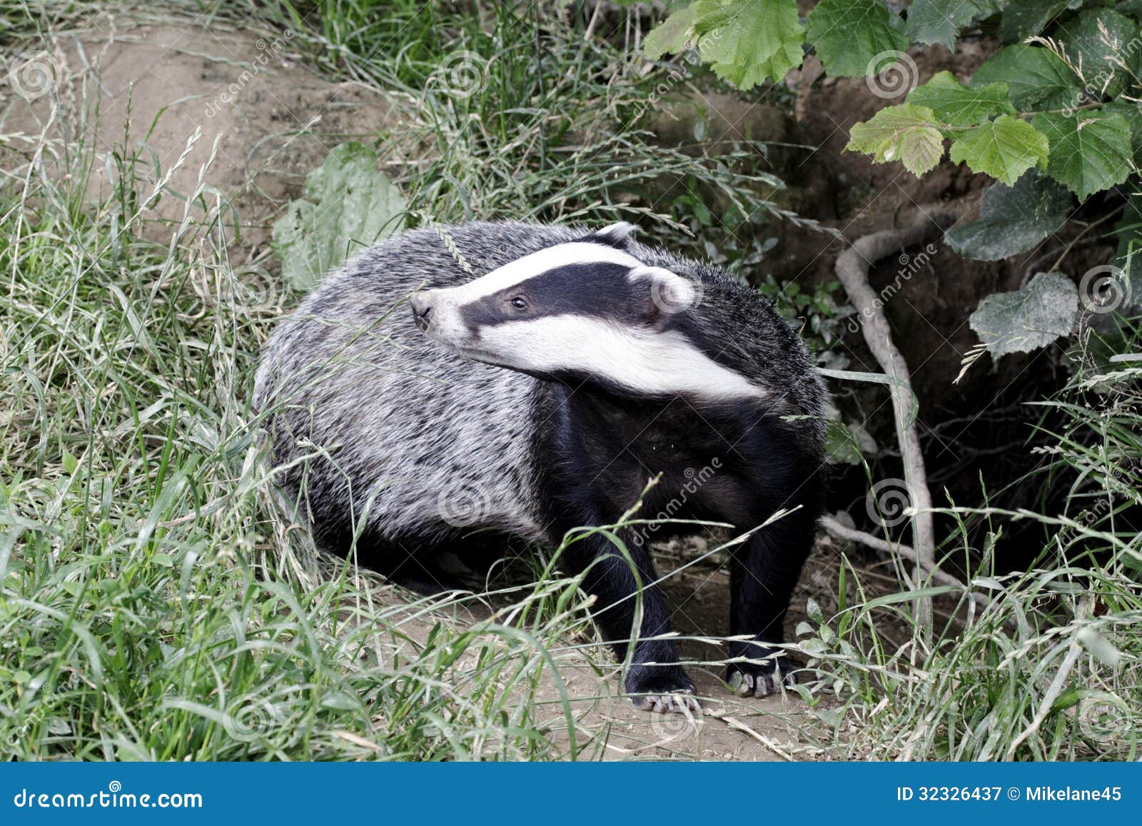 Badger, Meles meles stock image. Image of britain, wildlife - 32326437
