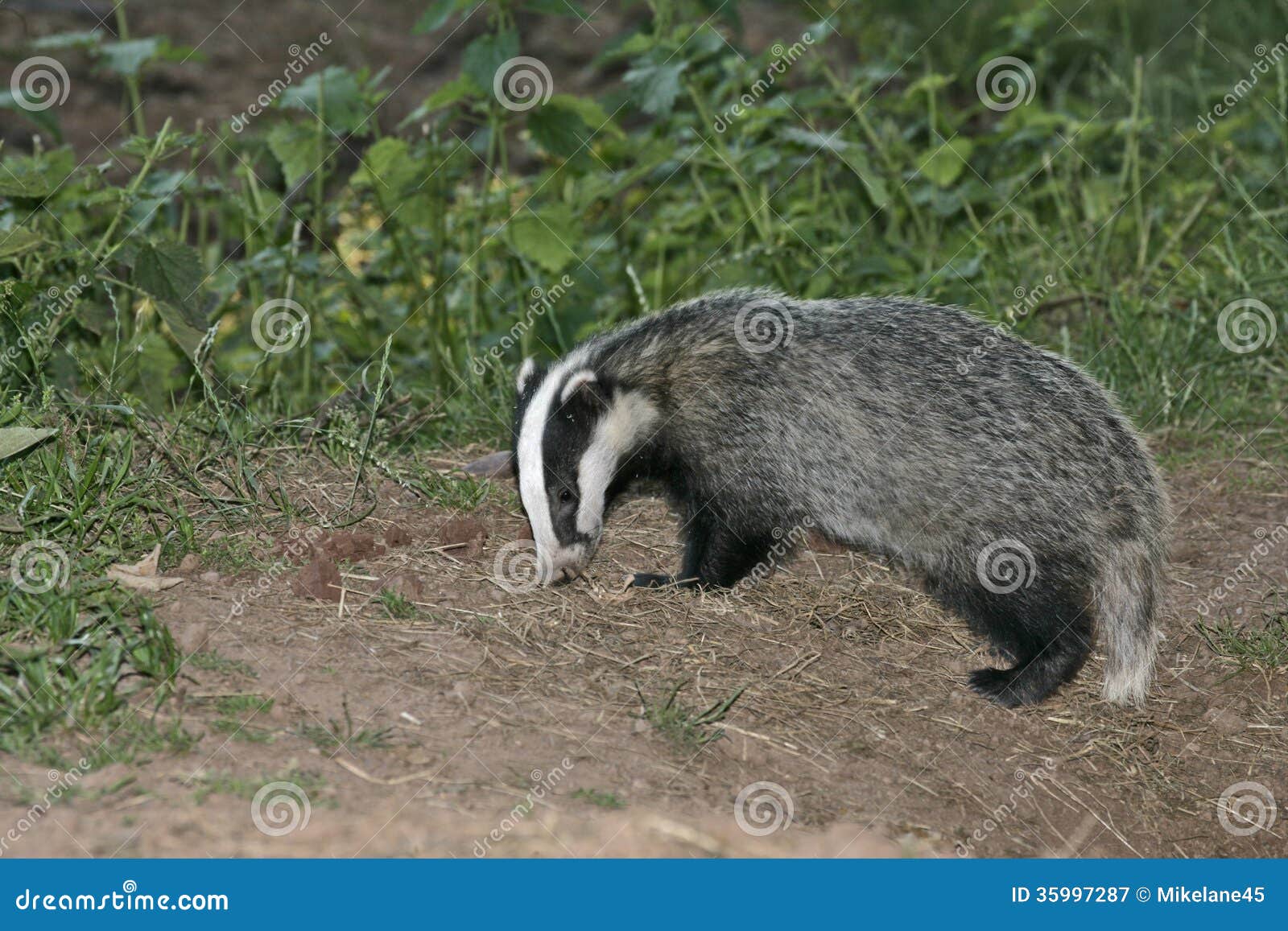 Badger, Meles meles stock image. Image of nocturnal, wood - 35997287