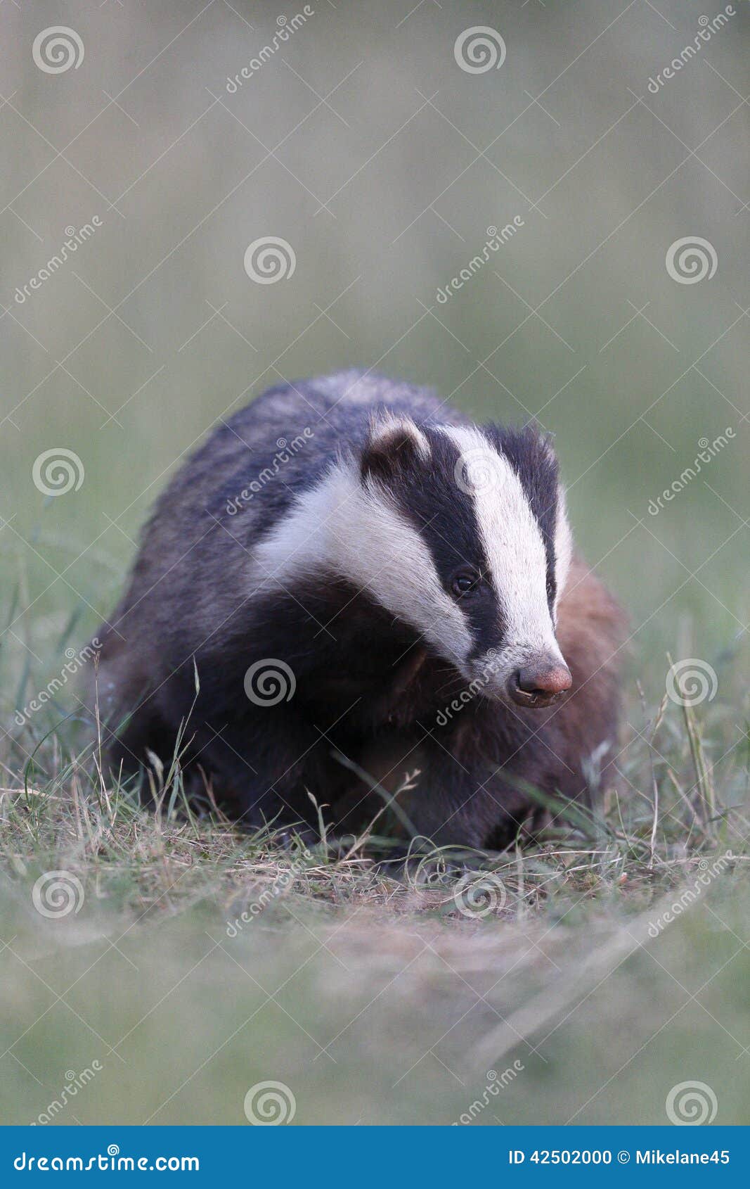 Badger, Meles meles stock photo. Image of animal, fauna - 42502000