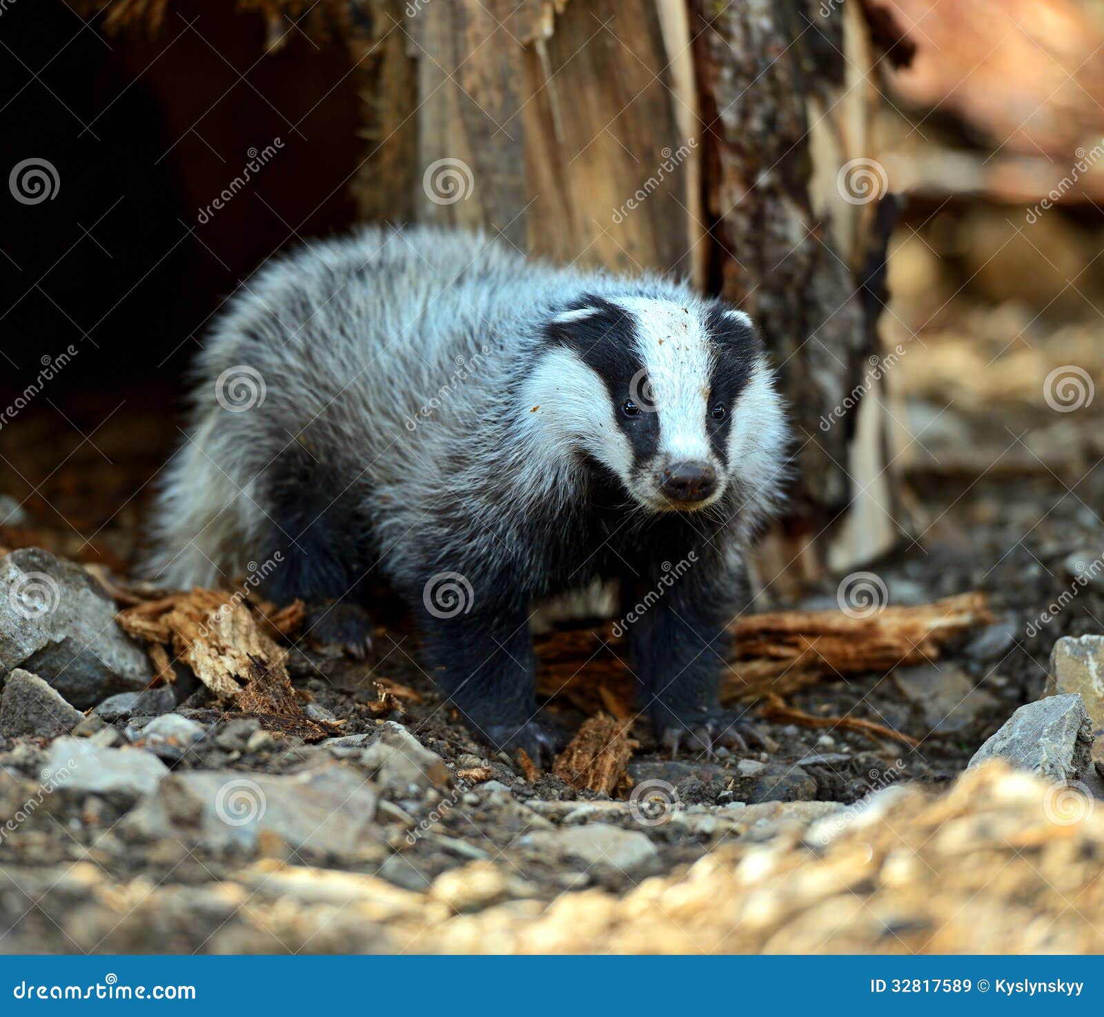 Badger in nature stock image. Image of flora, mammal - 32817589