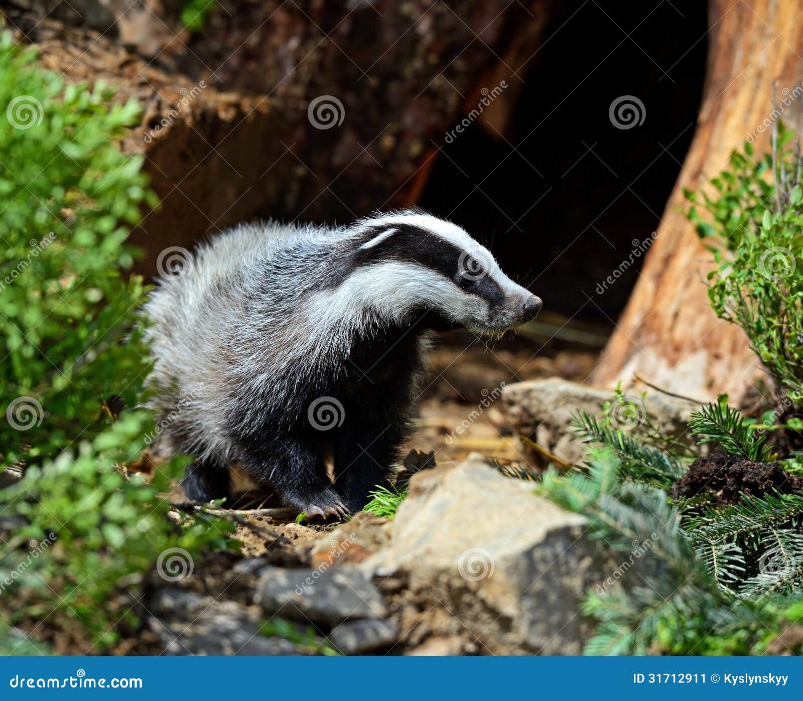 Badger stock image. Image of mammal, mountainous, nocturnal - 31712911