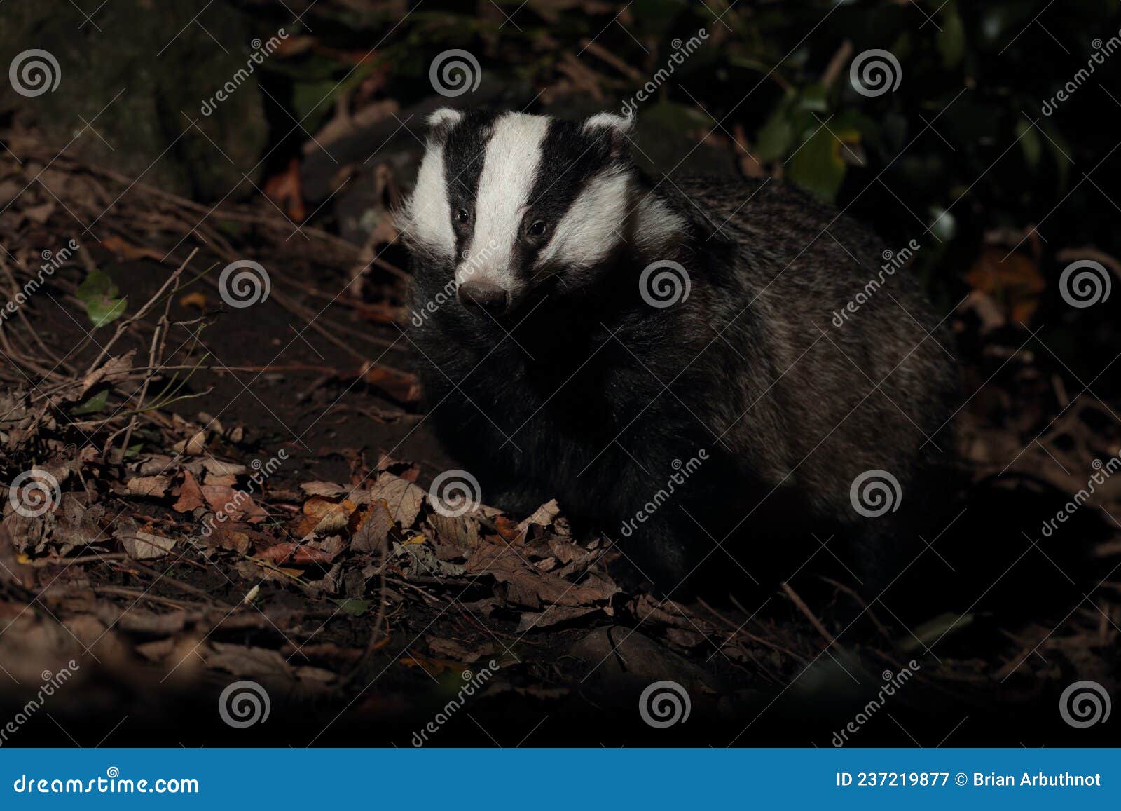 Badger at night. stock image. Image of wildlife, nature - 237219877