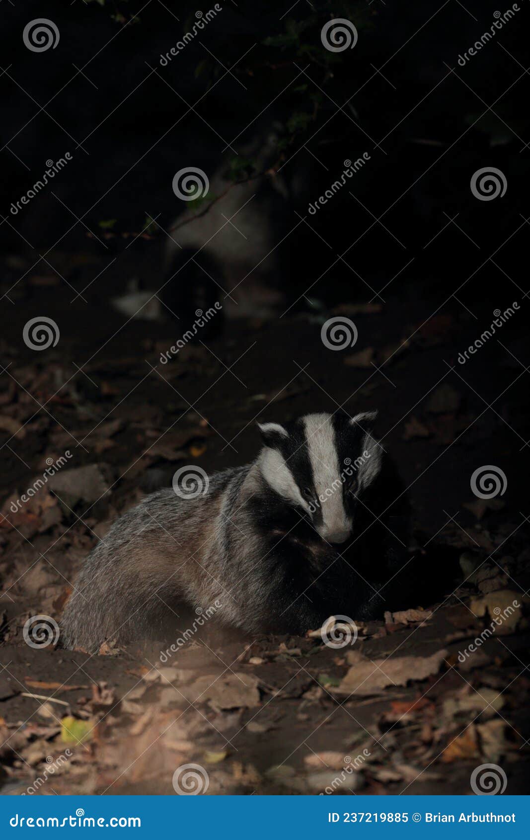 Badger at night. stock image. Image of animals, mammal - 237219885
