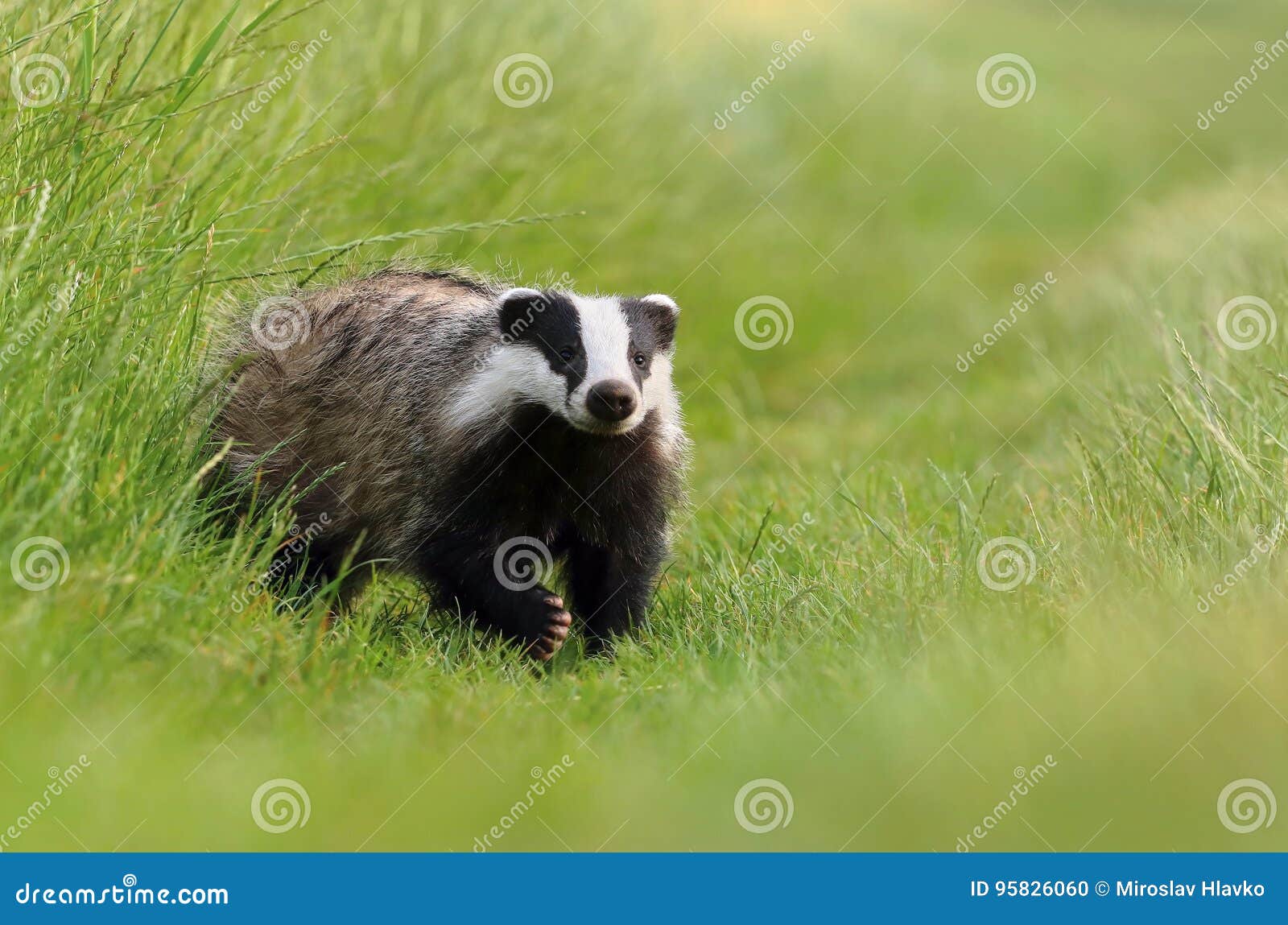Badger on path stock photo. Image of wildlife, raking - 95826060