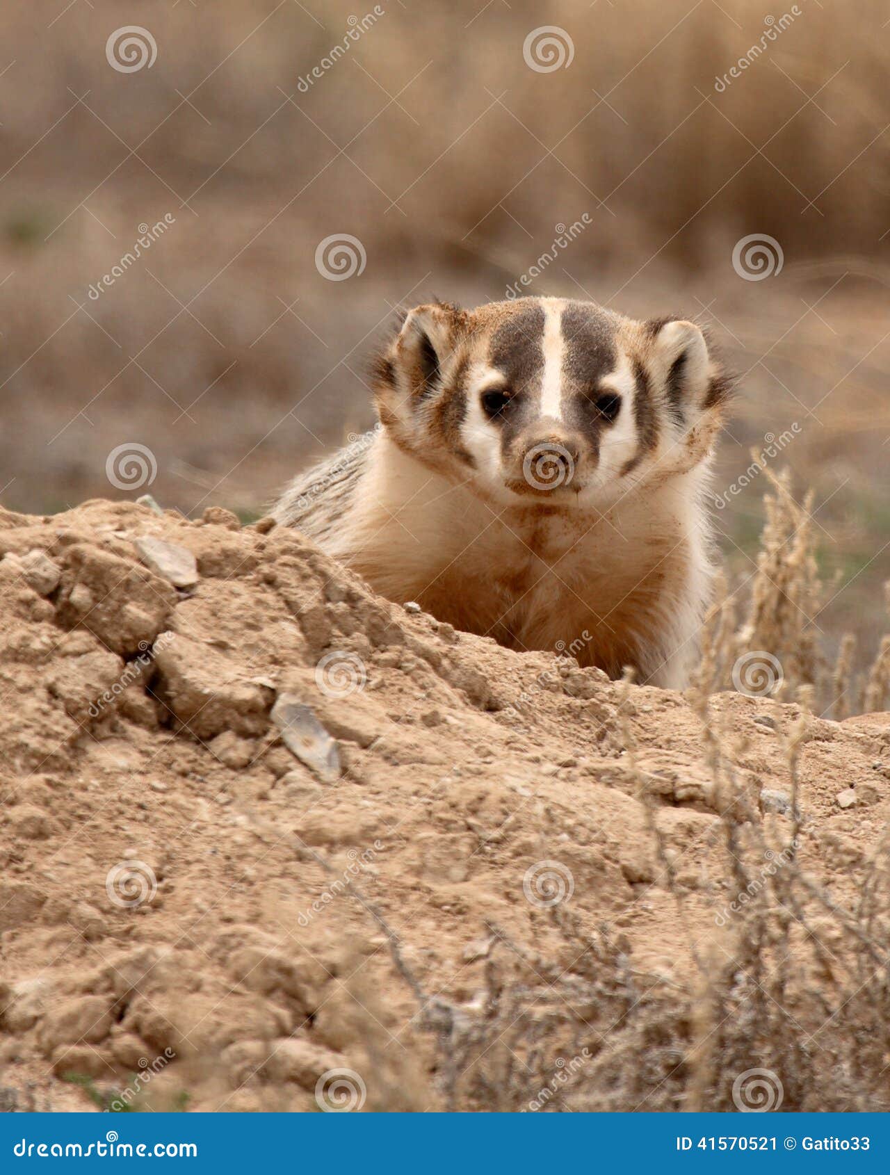 Badger Peeking Out of Burrow Stock Image - Image of animal, natural ...
