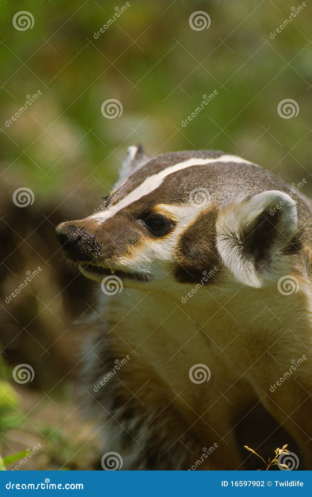 Badger Portrait stock photo. Image of wildlife, animal - 16597902