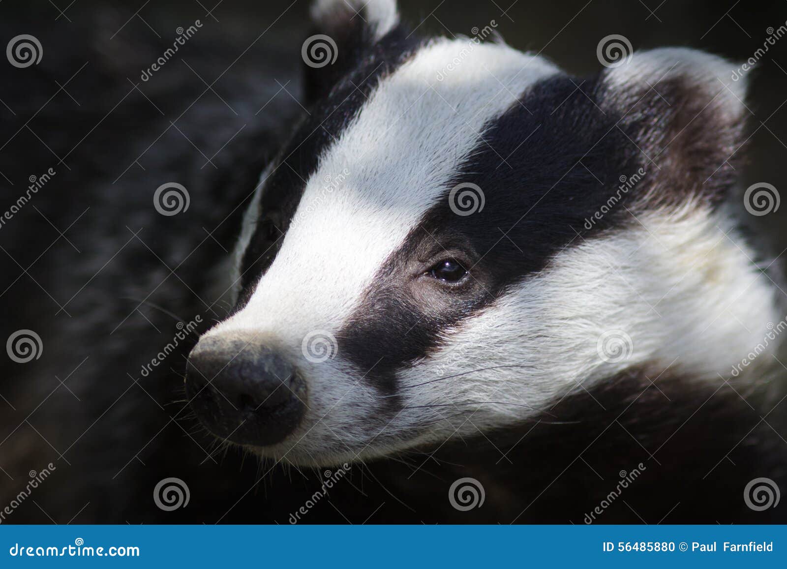 Badger stock photo. Image of badger, tion, portrait, meles - 56485880