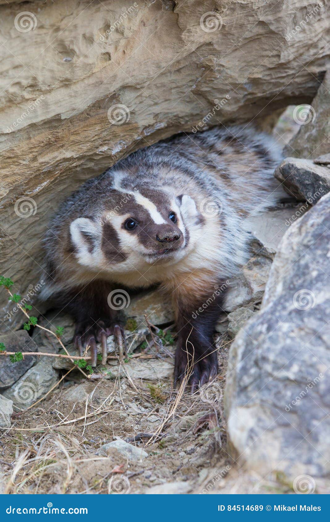 Badger portrait stock image. Image of badger, nature - 84514689