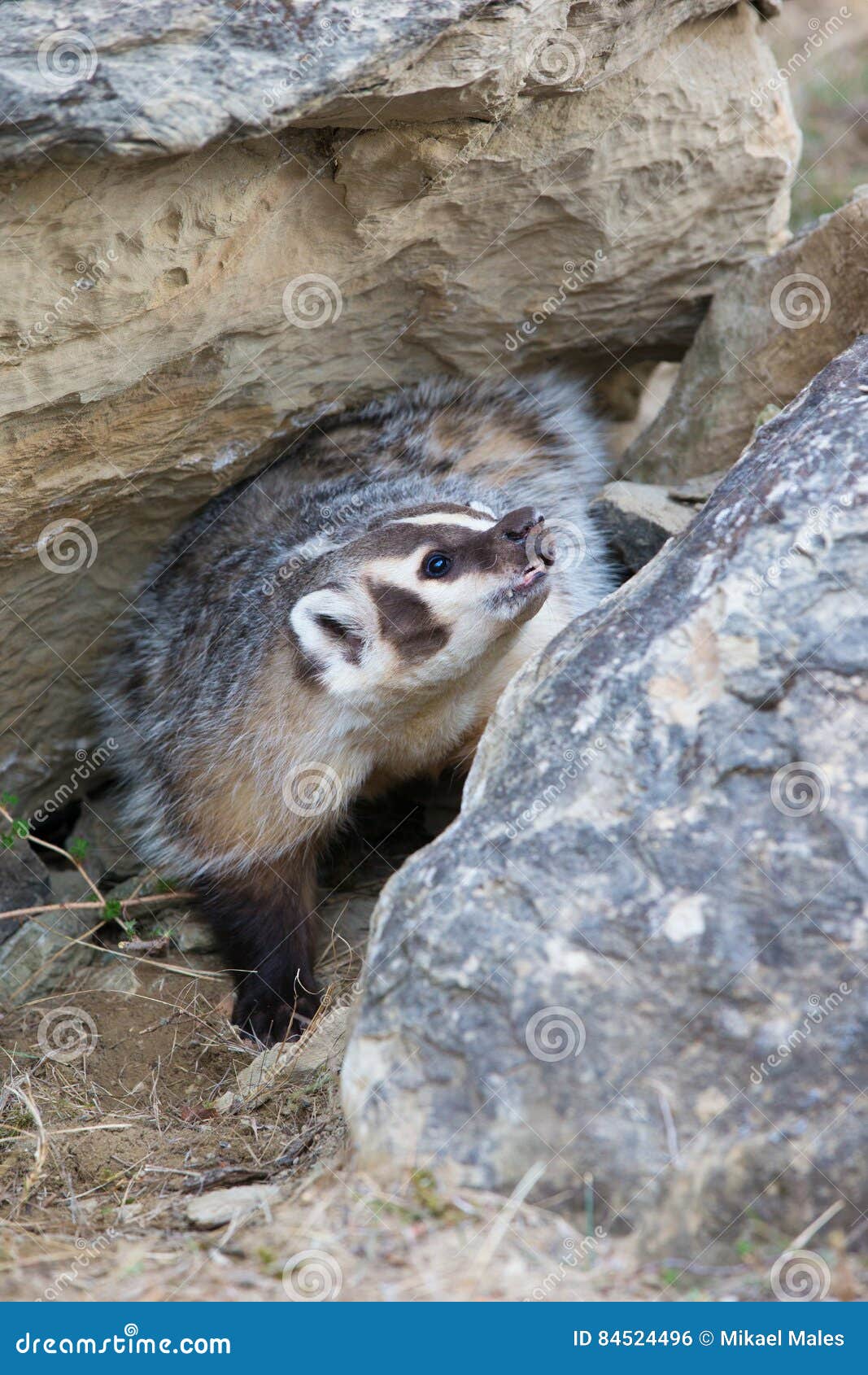 Badger in portrait shot stock photo. Image of nature - 84524496