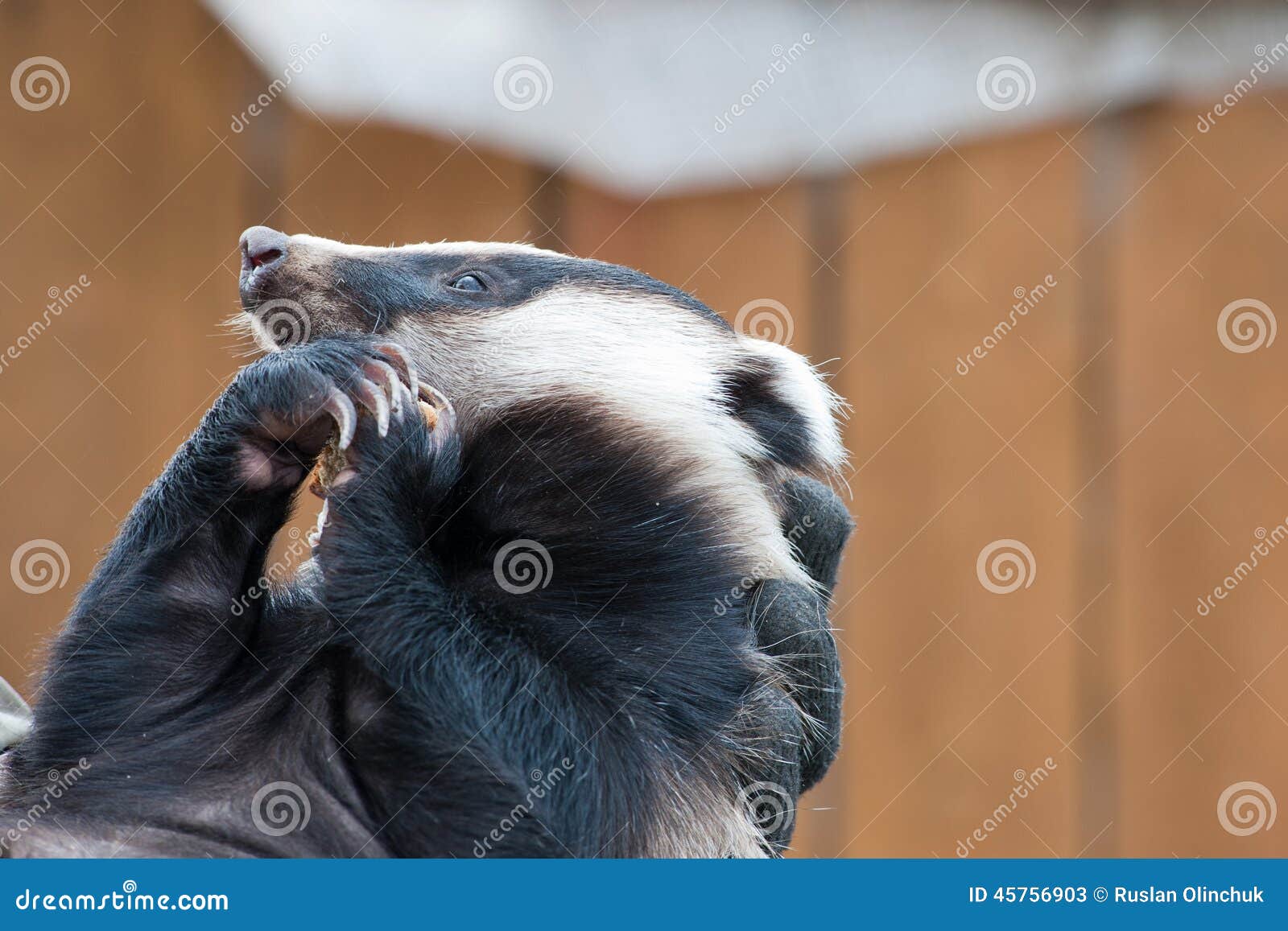 Badger stock image. Image of mammal, jaws, preparation - 45756903