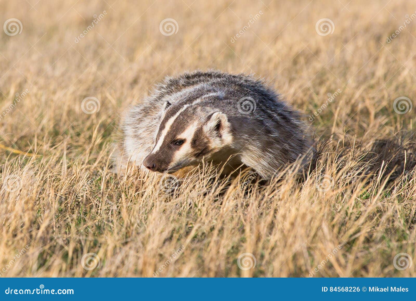 Badger in Prairie Grass Given the Old Evil Eye Stock Photo - Image of ...
