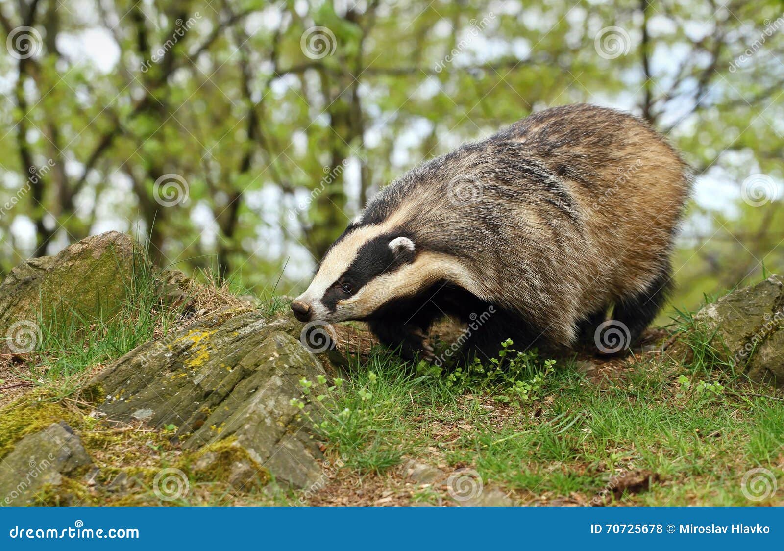 Badger on rock stock photo. Image of predator, mammal - 70725678