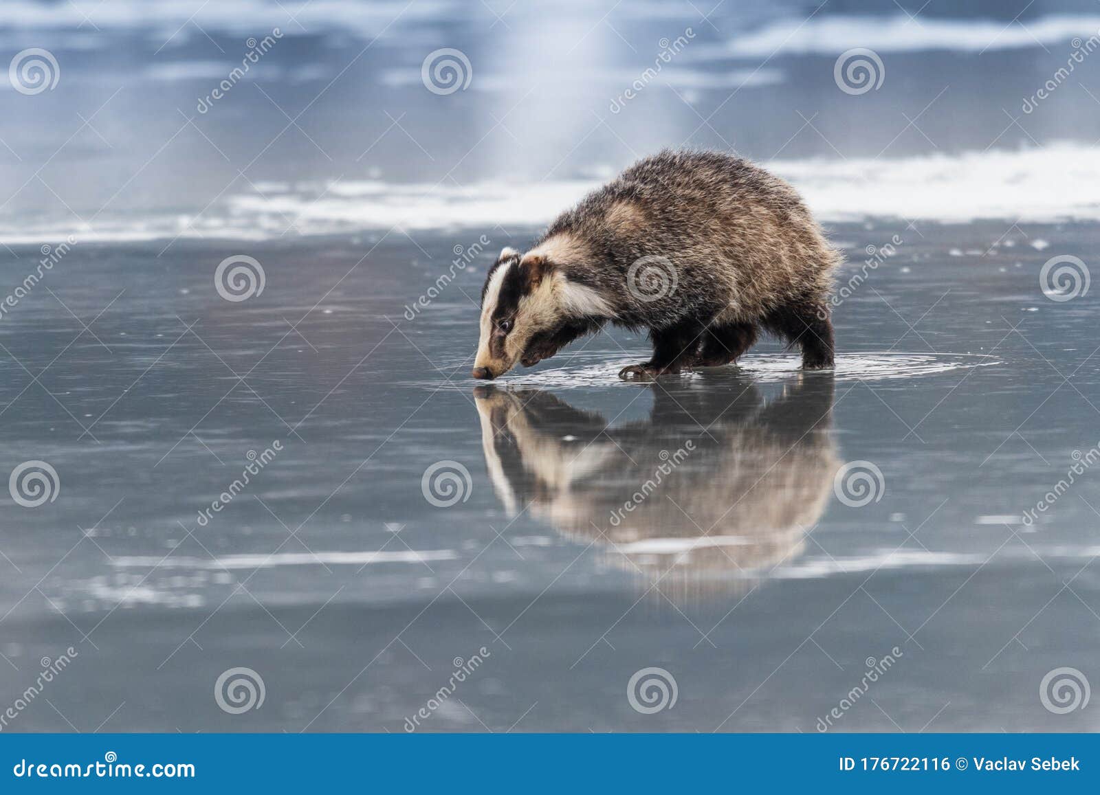 Badger Running in Snow, Winter Scene with Badger Stock Photo - Image of ...