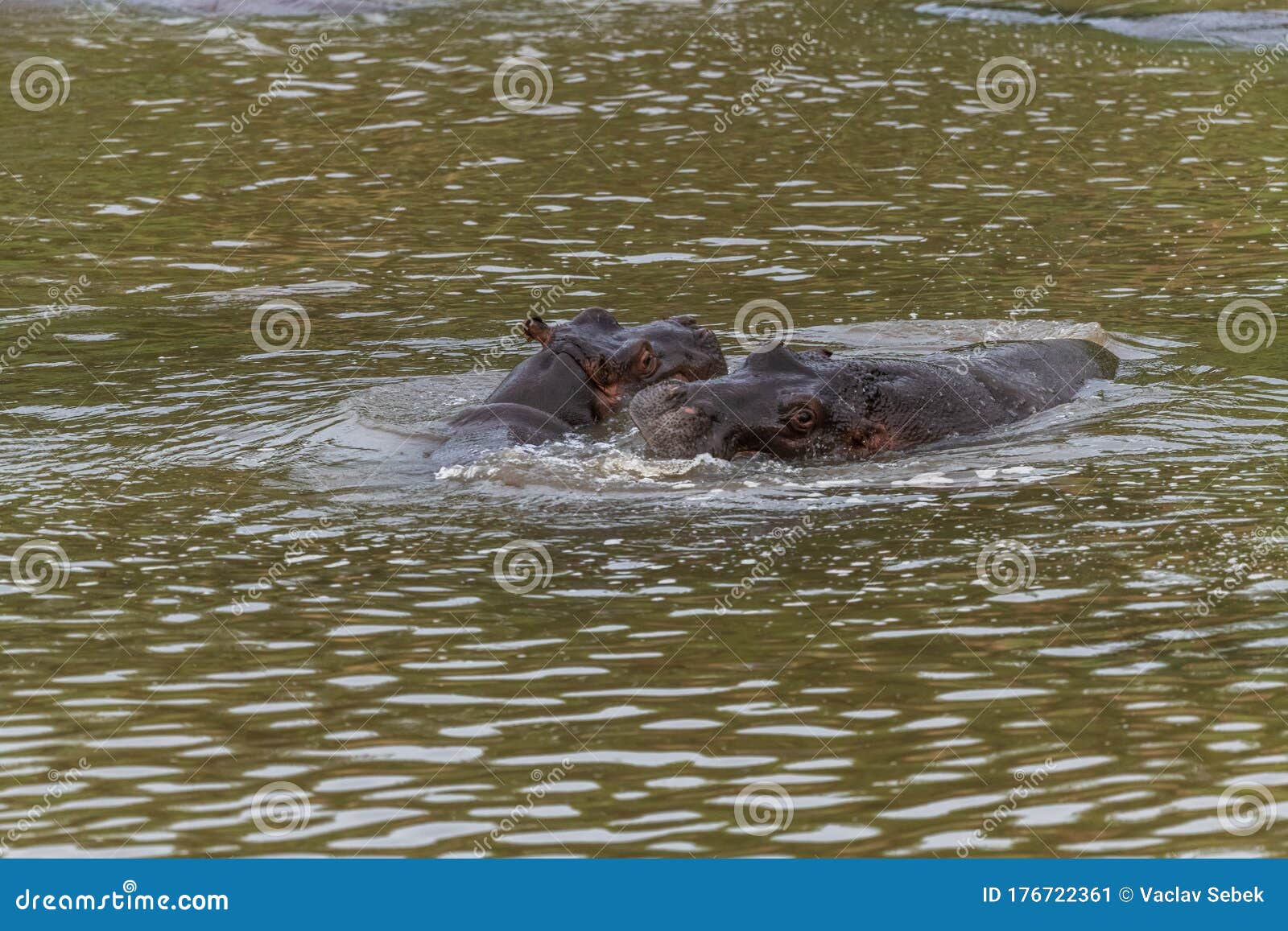 Badger Running in Snow, Winter Scene with Badger Stock Image - Image of ...
