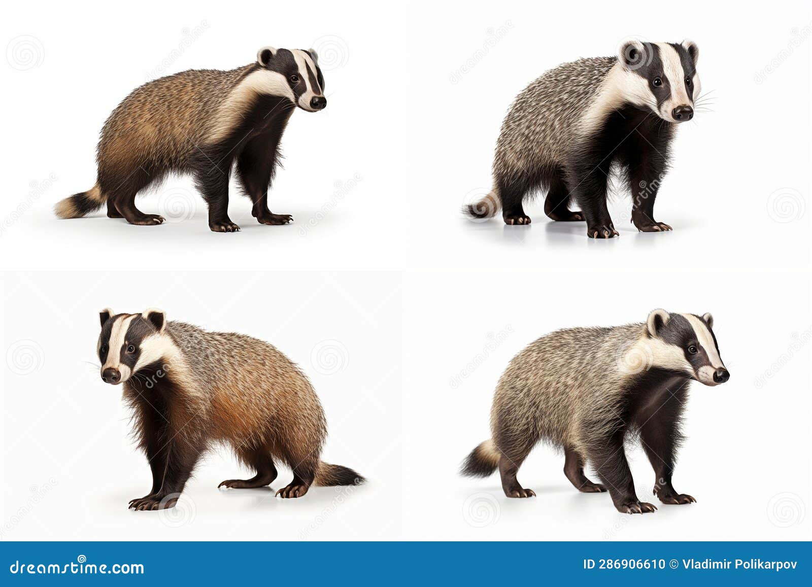 Badger Set Isolated on White Background Stock Illustration ...